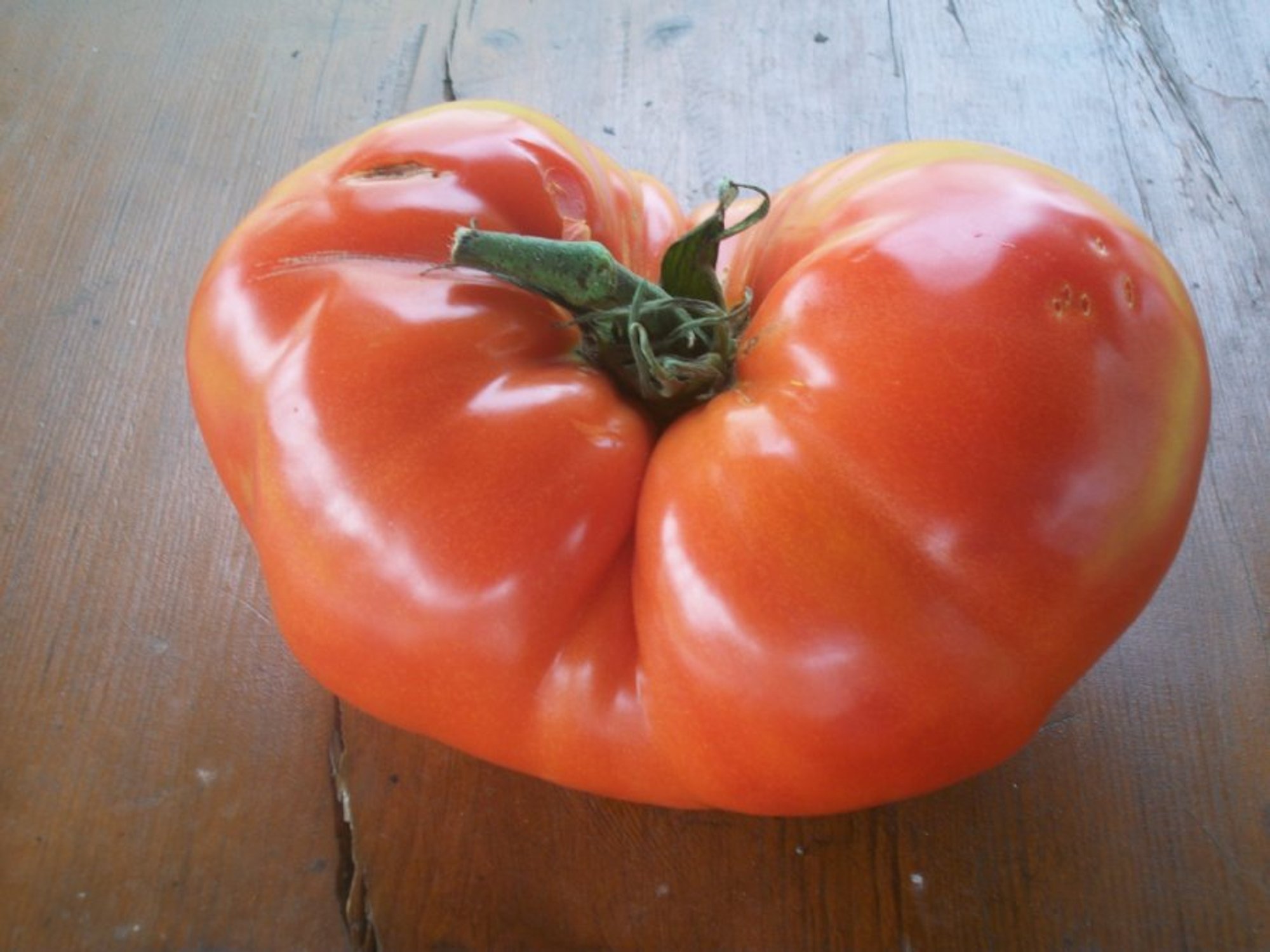 Užaugintas didžiausias Lietuvoje pomidoras? - Delfi grynas