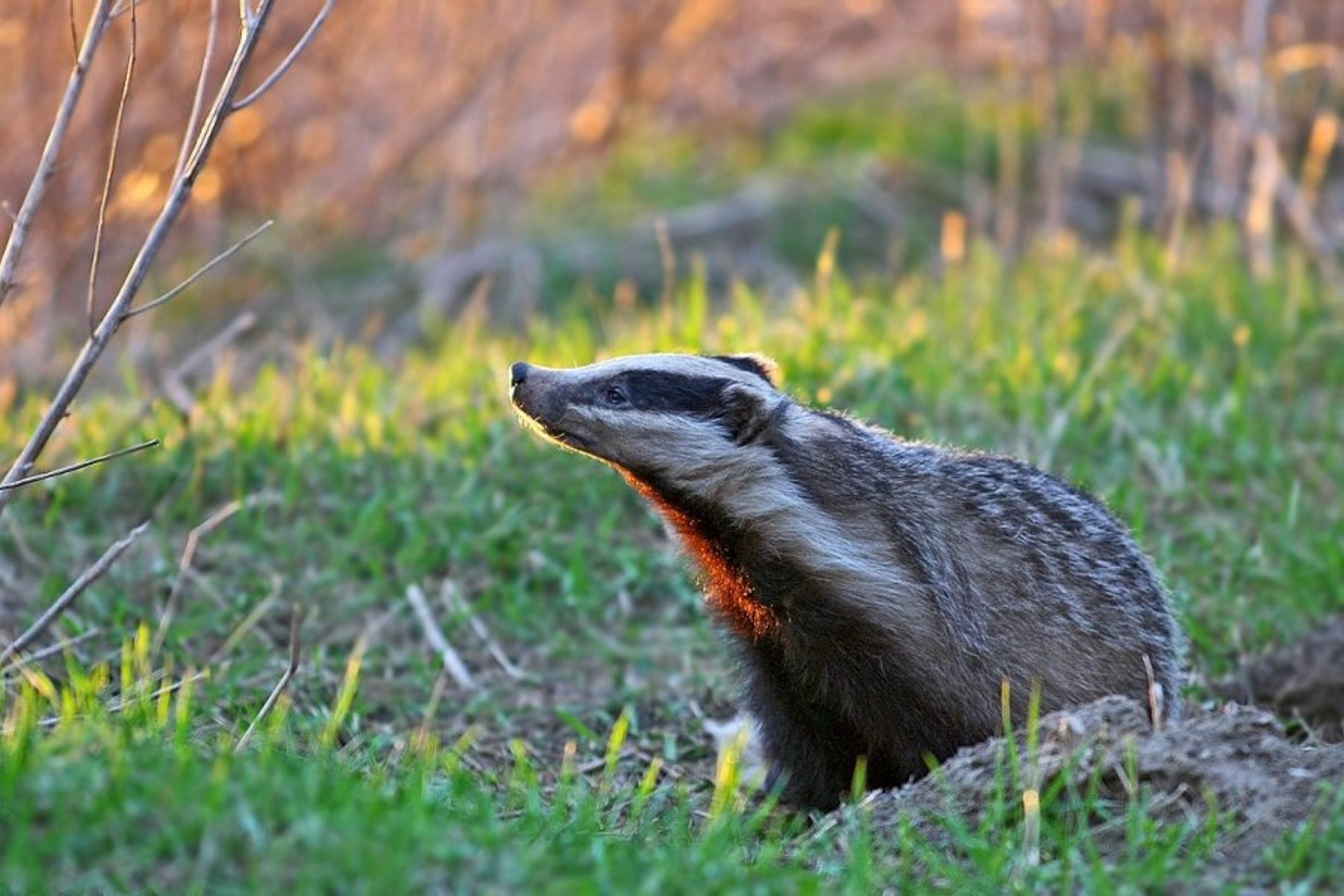 Seime neužtekus balsų, lieka galioti dabartinis Medžioklės įstatymas ...