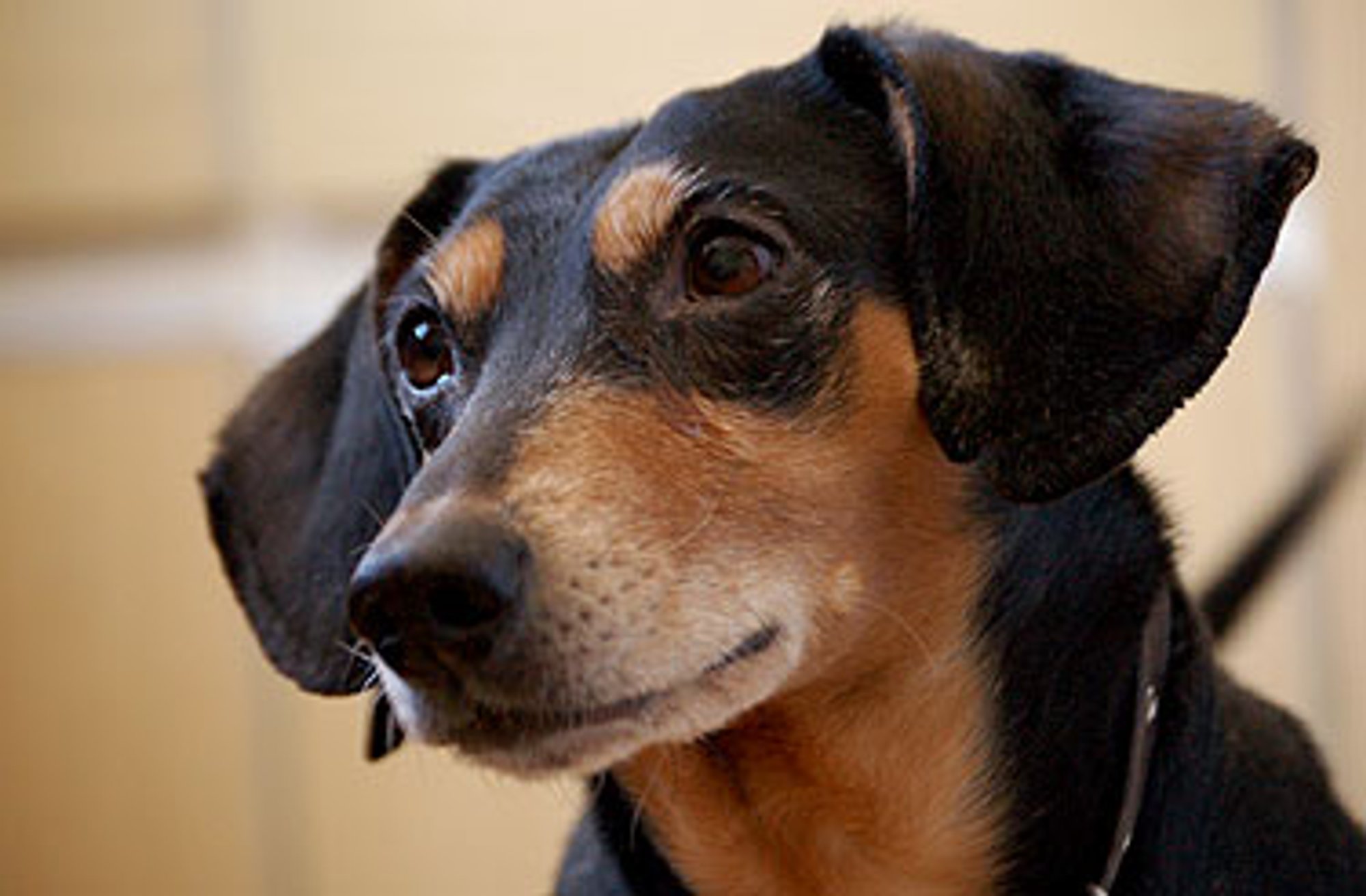 Noriu šuniuko! - Delfi gyvenimas