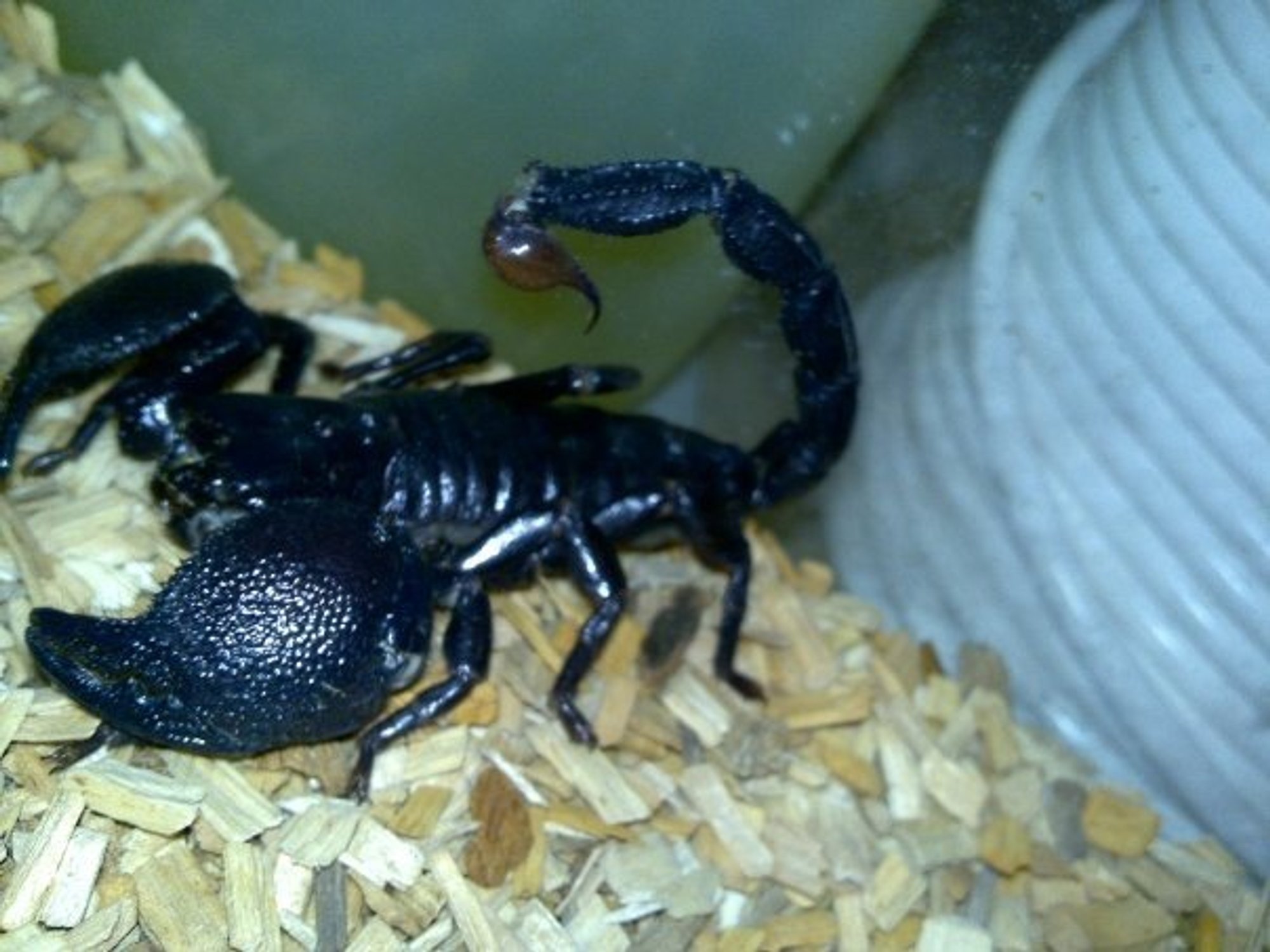 Vorai ir skorpionai teikia vilčių, kad bus sukurti vaistai nuo vėžio ir ...