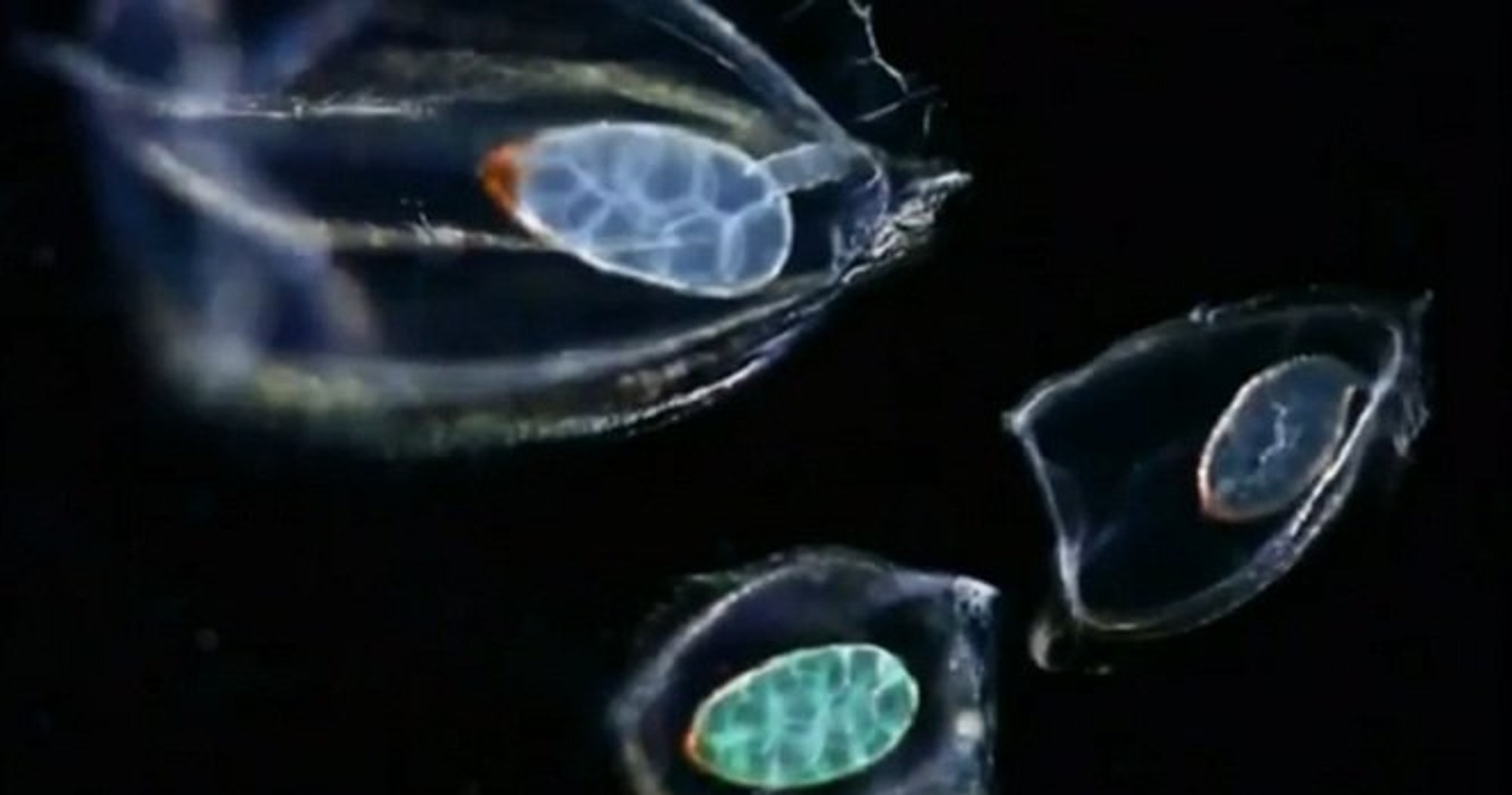 Atrasta daugiau nei milijonas naujų planktono rūšių - Delfi grynas