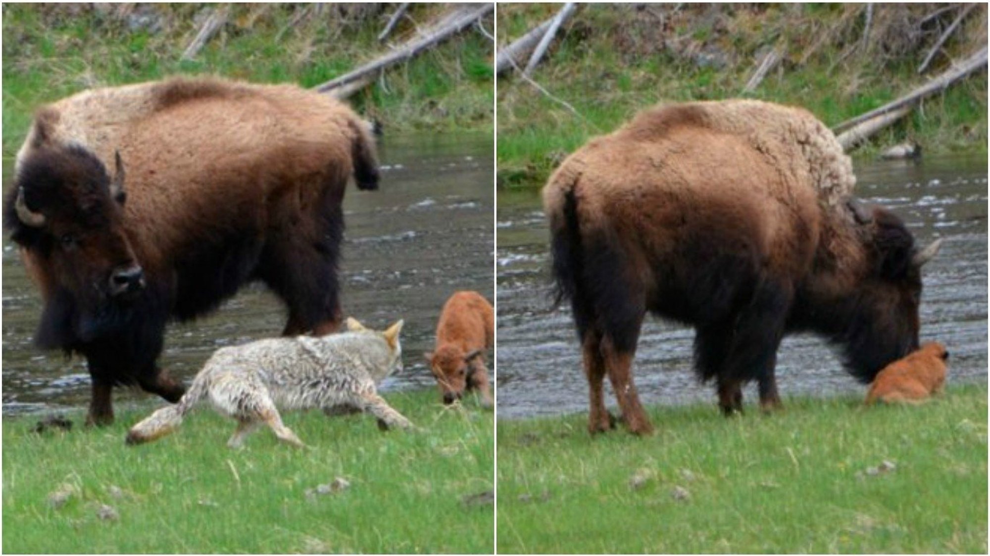 Kojotas bandė užpulti bizono jauniklį: jo motina plėšrūnui užkūrė tikrą ...