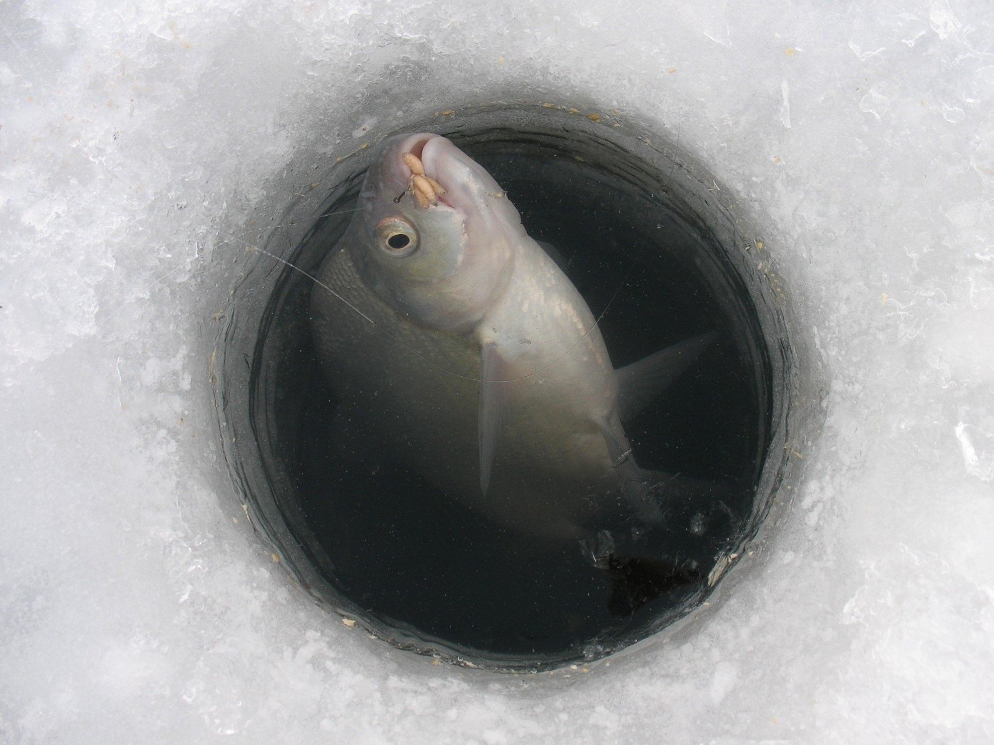 Karšiai žiemą: trys atsakymai į pačius svarbiausius klausimus - Kablys.lt
