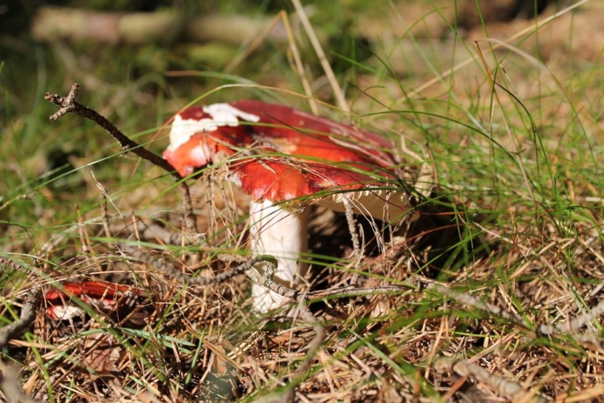 Grybavimo taisyklės draudžia spardyti neįtikusius grybus - Delfi grynas