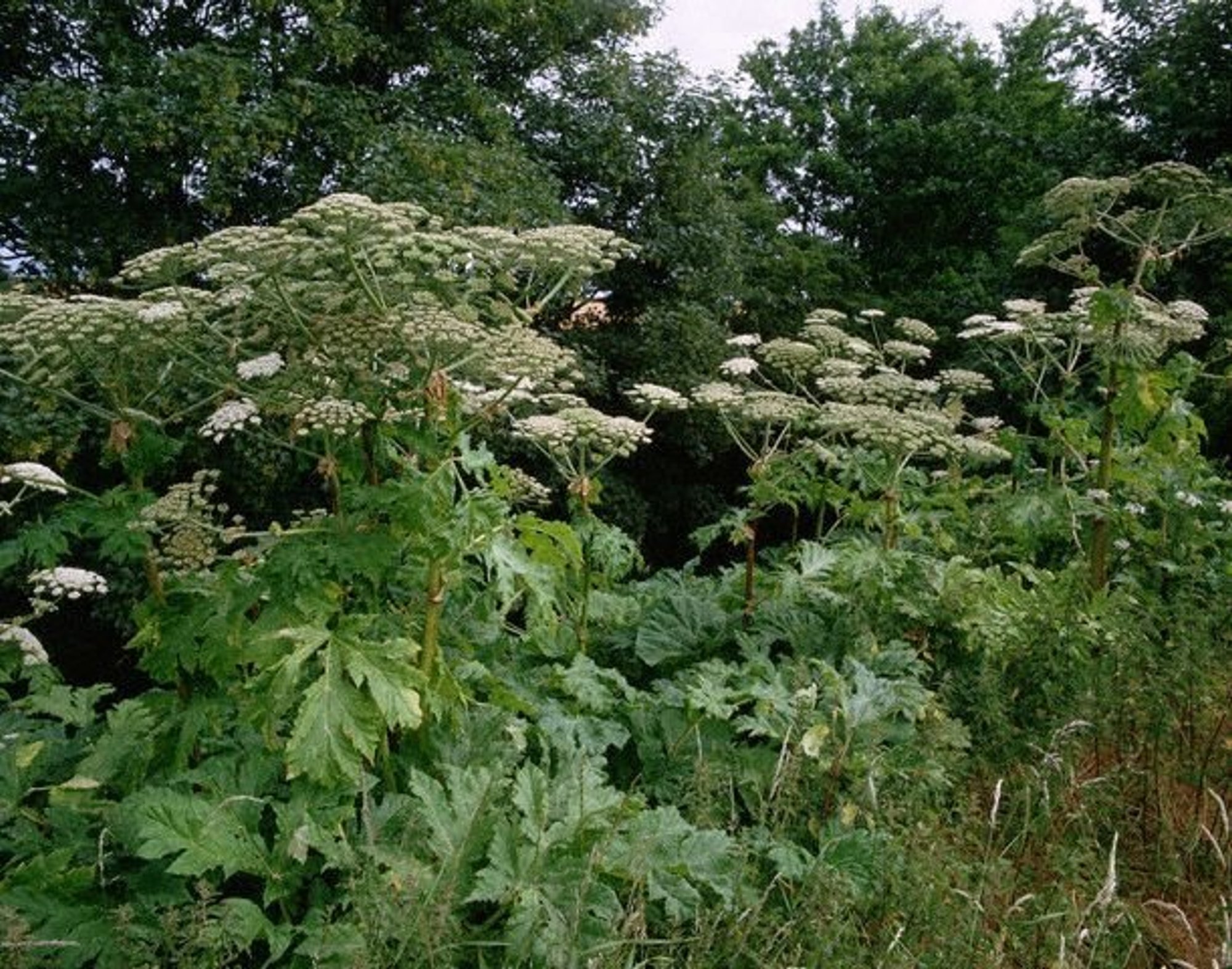 Lietuvą užkariauja nuodingas augalas - Delfi grynas