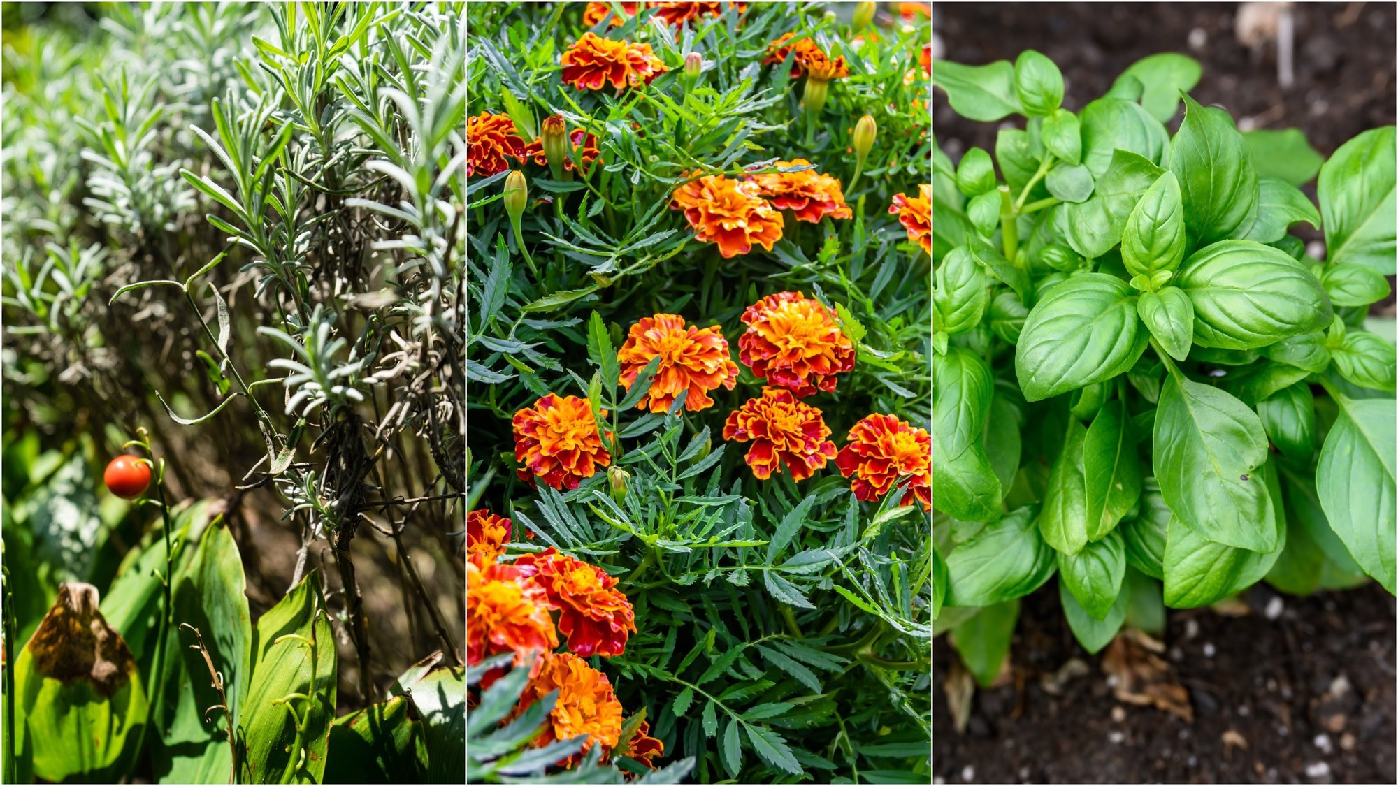 7 augalai, kurie išvaikys visus kenkėjus: pasodinkite juos šalia kitų ...