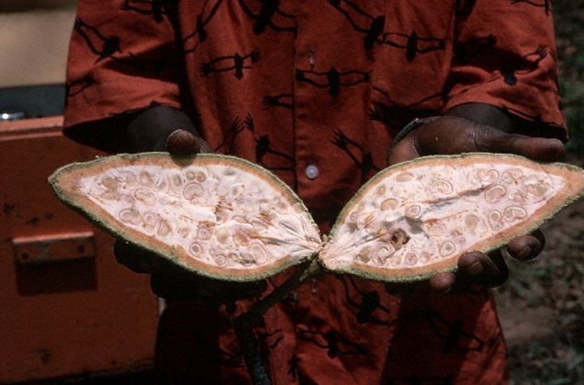 Baobabo vaisius - jau Europoje - Delfi grynas