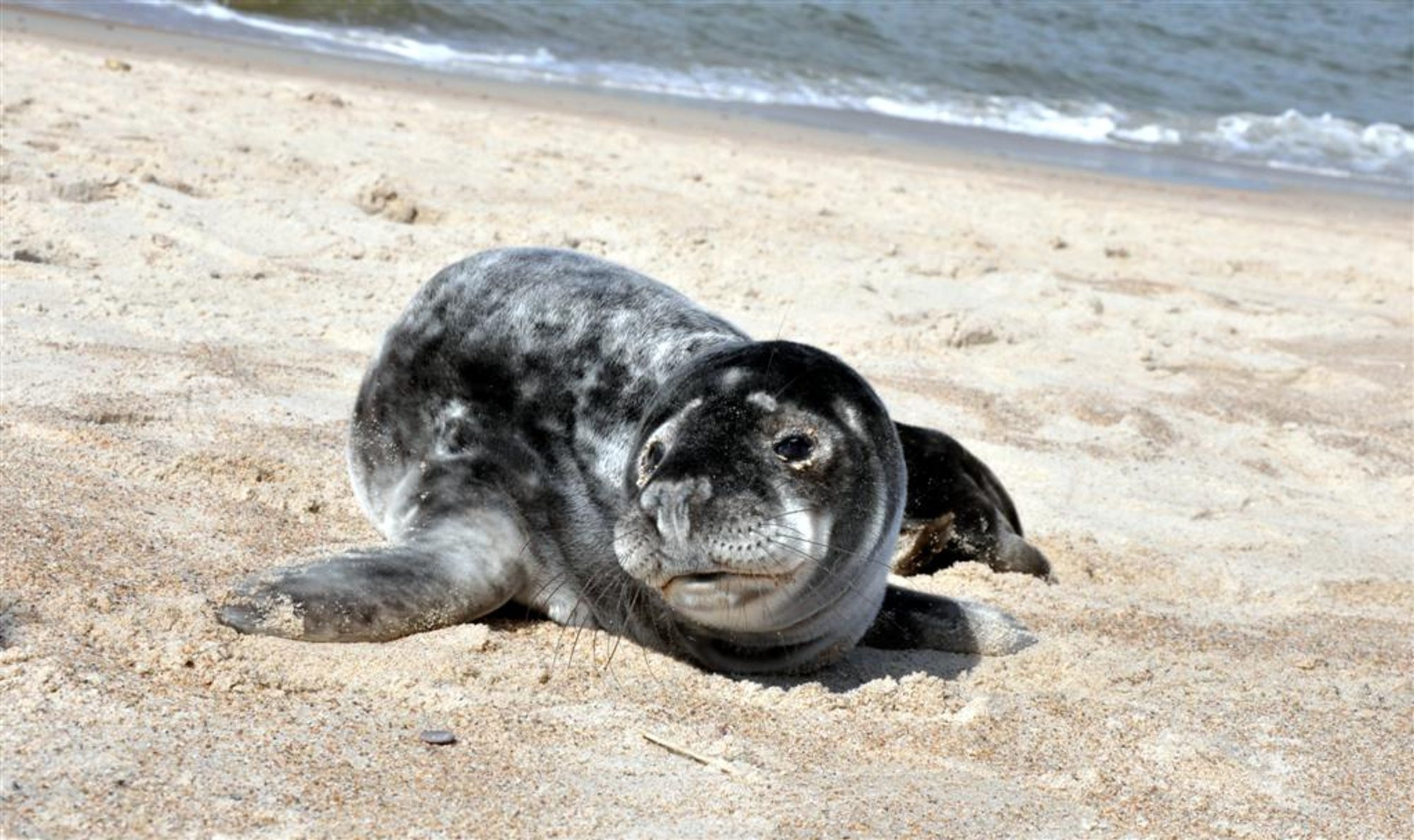 Ruoniai Baltijos jūroje – džiaugsmas aplinkosaugininkams, vargas ...