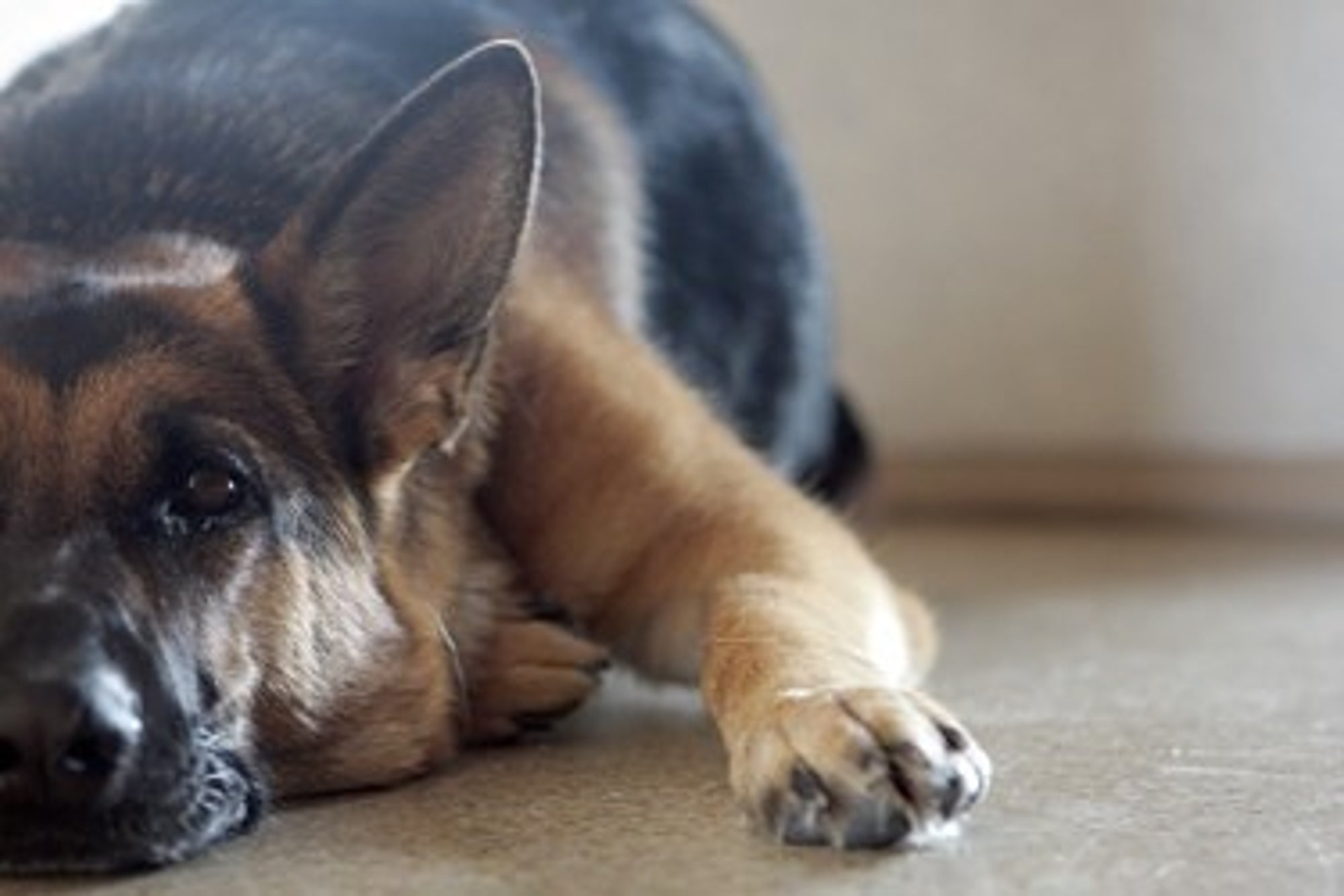 Populiariausi Lietuvoje – vokiečių aviganiai - Delfi gyvenimas