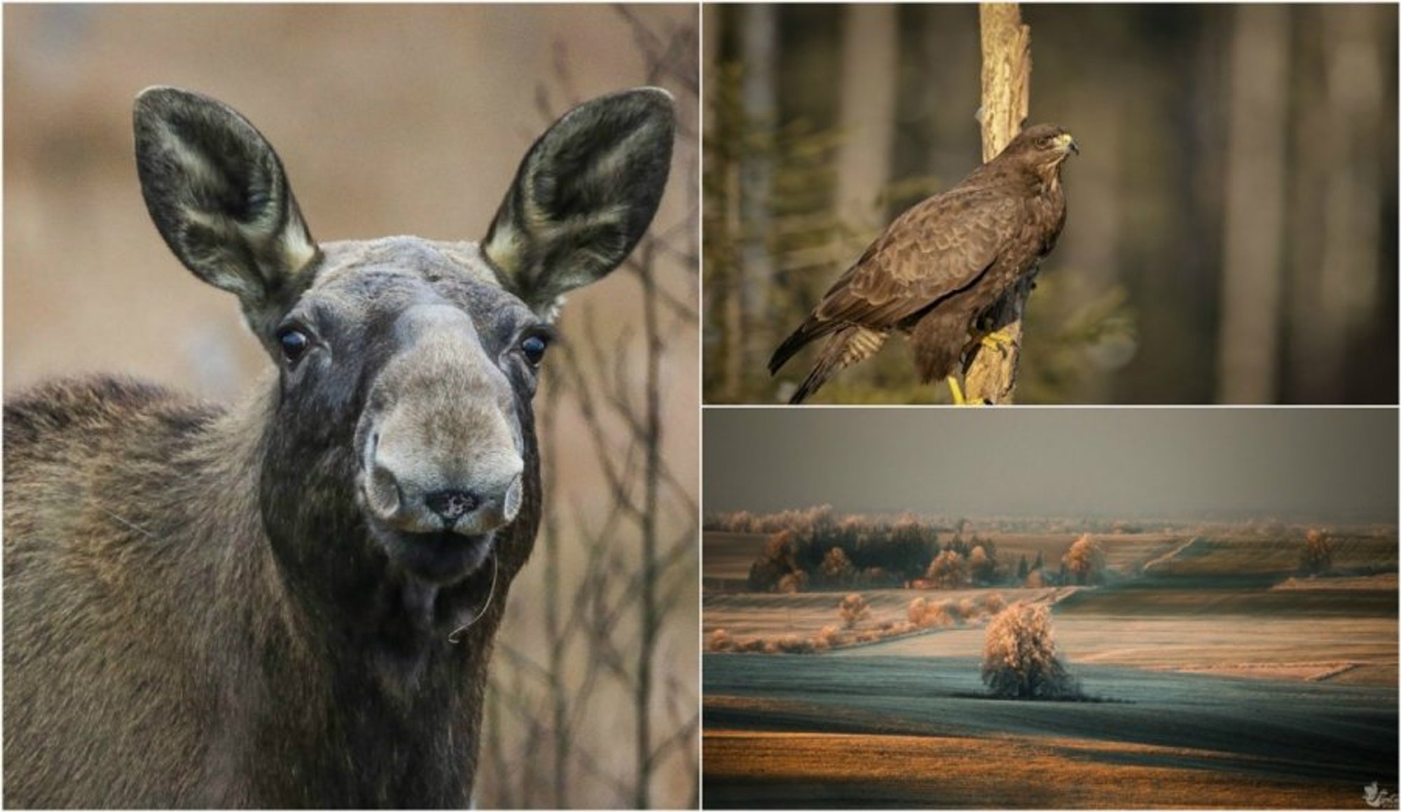 Gamtos dienoraštis: žvėrims ir paukščiams kol kas pagalbos nereikia ...