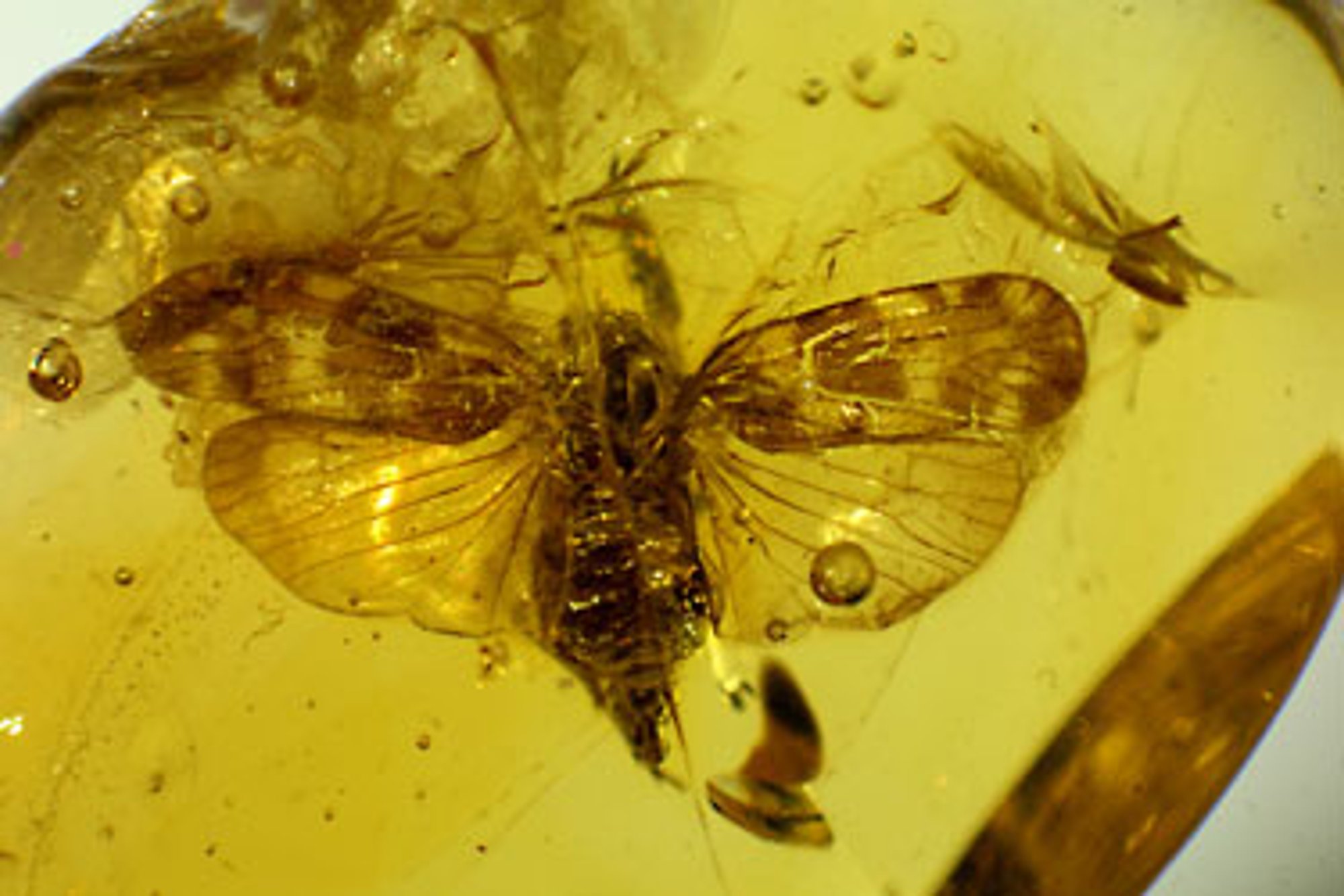 Gintaro inkliuzai – praeities informacijos saugykla - Delfi mokslas