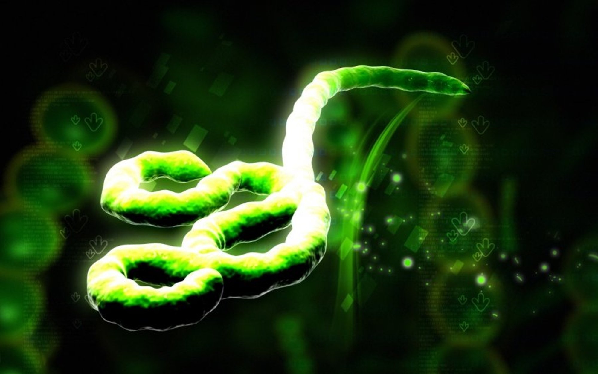 Ebolos virusas jau ir Nyderlanduose? - Delfi sveikata