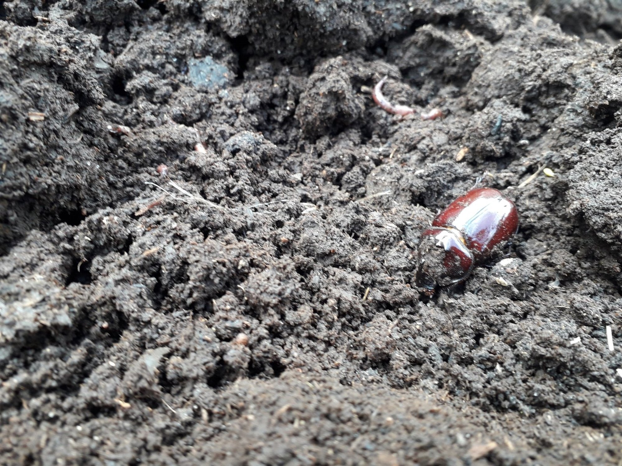 Skaitytojo klausimas: kokį vabzdį man pavyko aptikti? - Delfi grynas