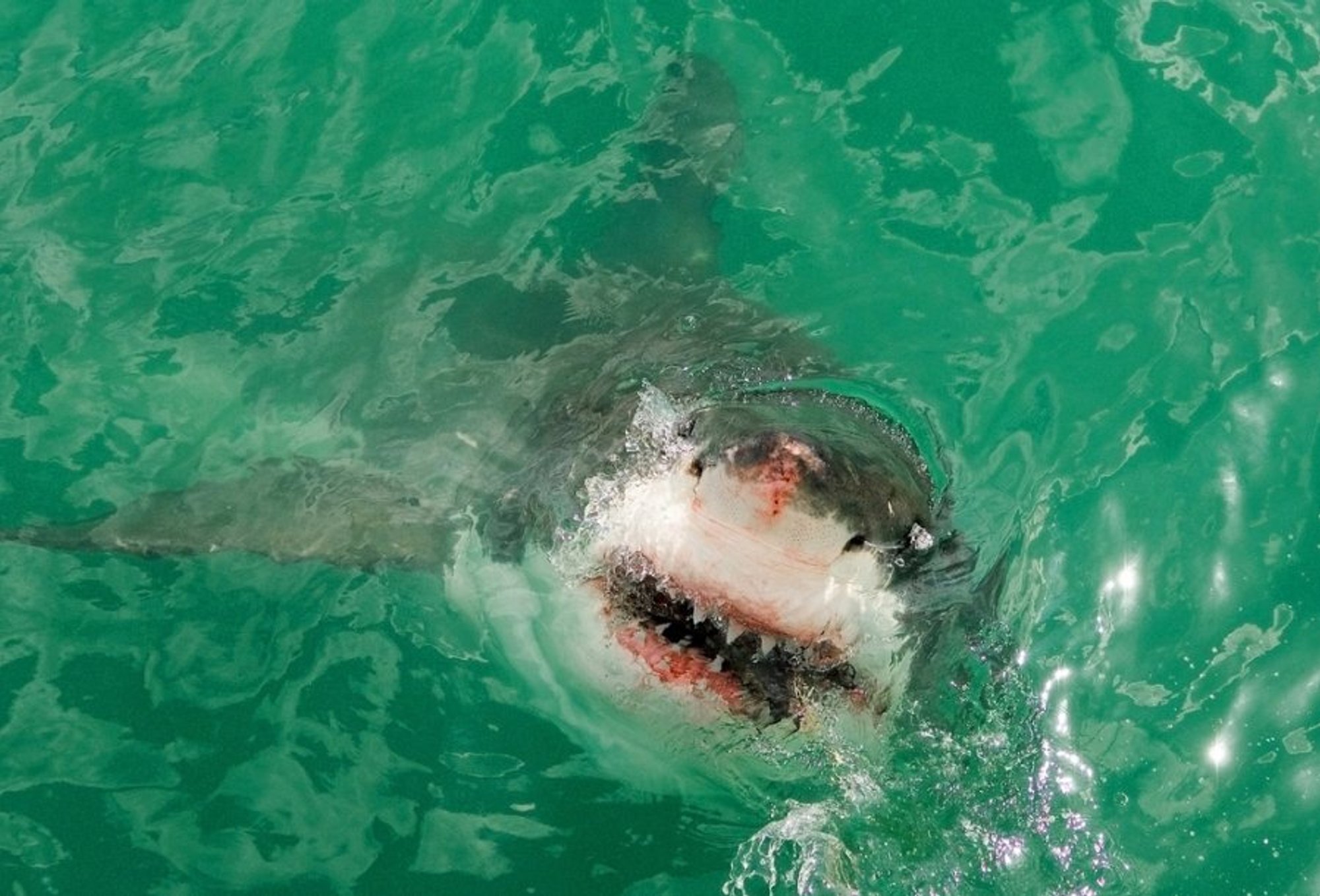 Saugomi rykliai siautėja – Australija norėtų jų nebesaugoti - Delfi grynas