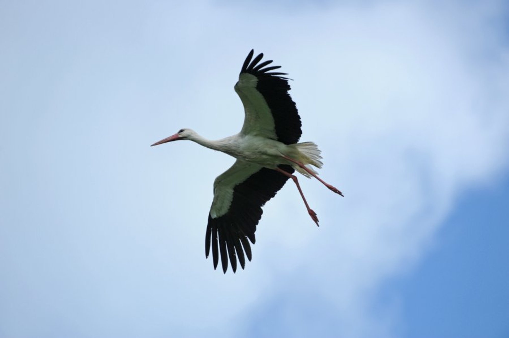 Gandrai jau grįžta į Lietuvą - Delfi grynas