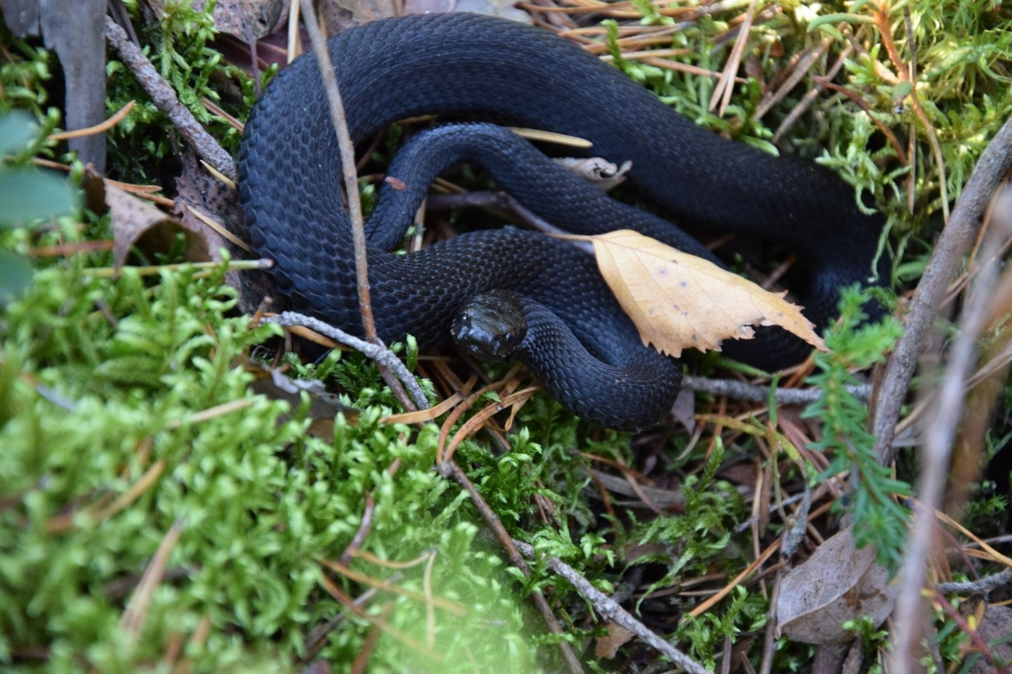 Lietuvoje jau pasirodė angys: gamtininkė pasakė, kaip jas atpažinti ir ...