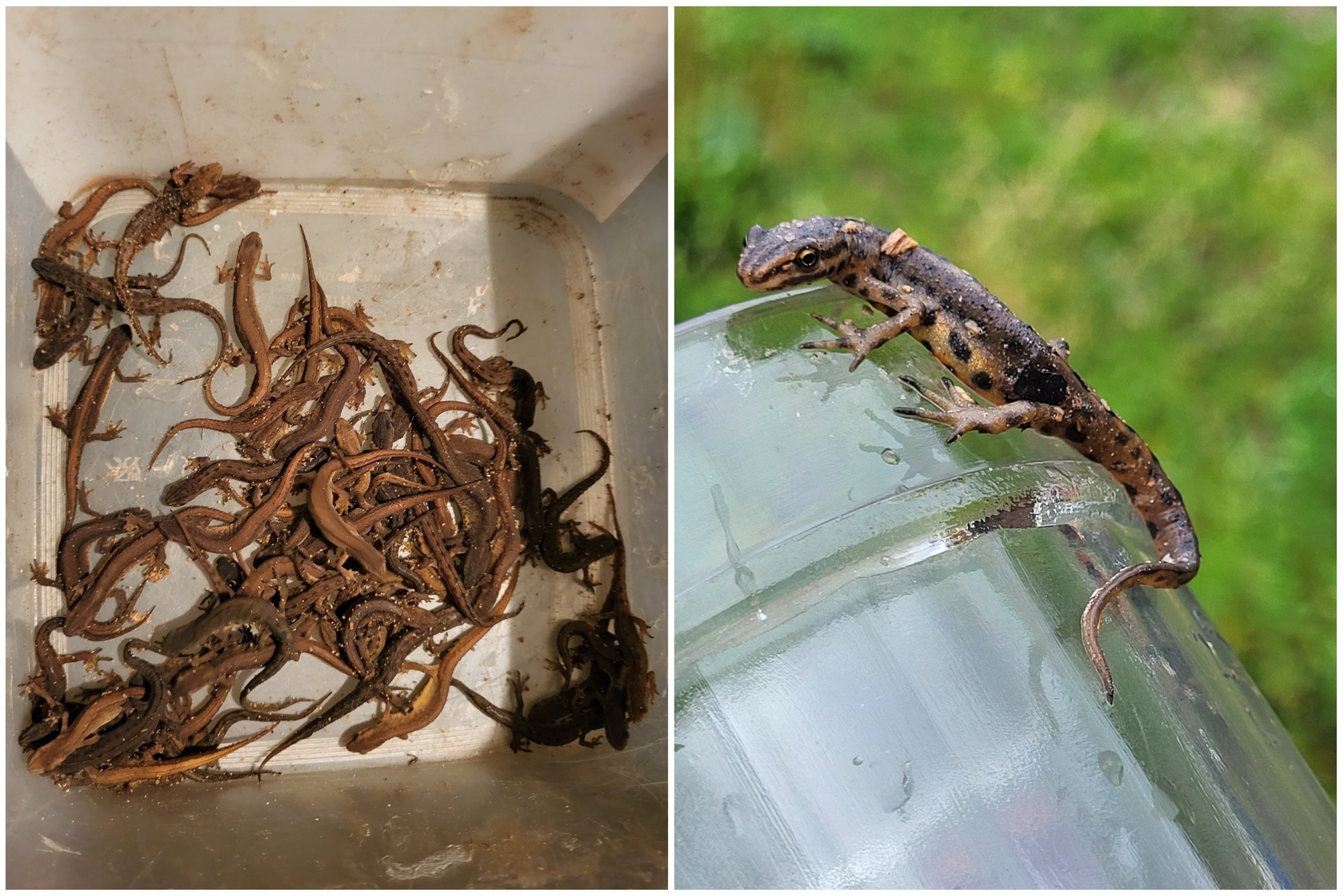 Nusileidus į rūsį Austėjos laukė netikėtumas – ten žiemoti įsitaisė ...