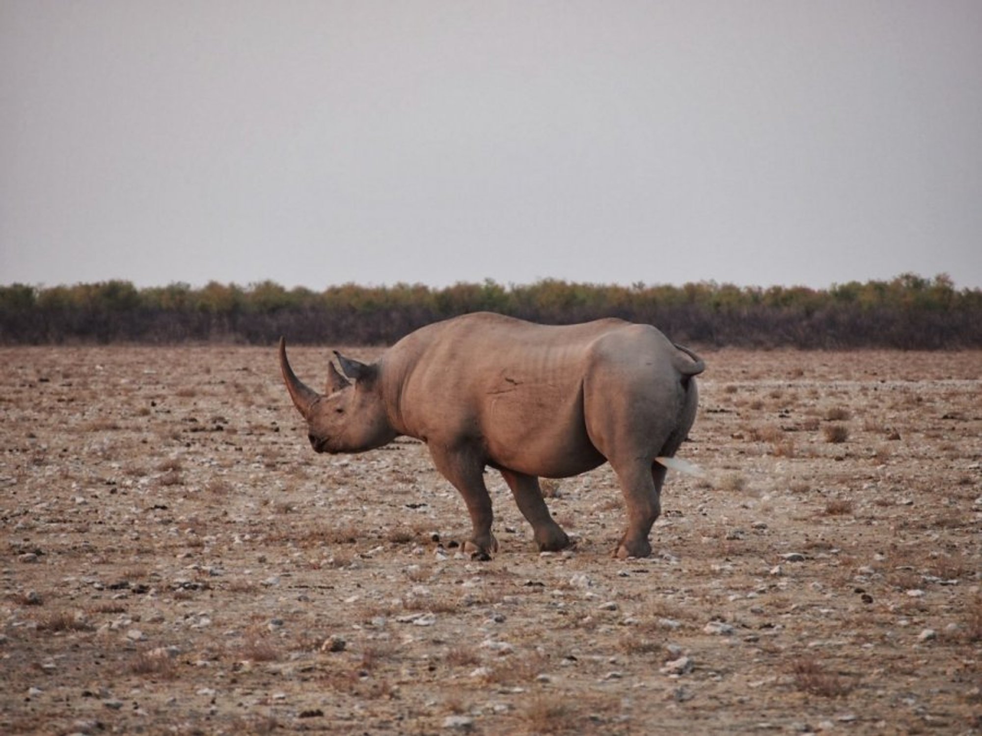 Indijoje surastas pasiklydęs raganosio jauniklis - Delfi grynas