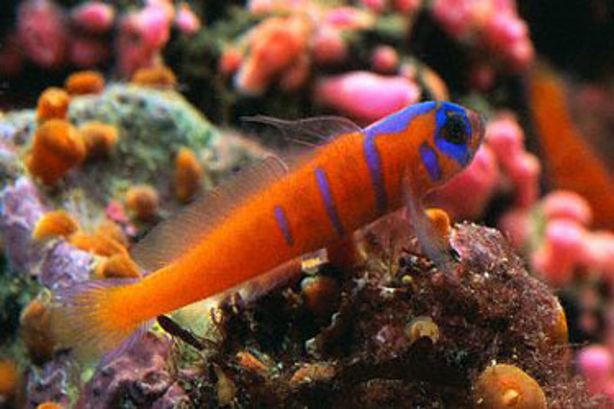 Akvariumai: povandeninis dizainas (3 dalis) - Delfi gyvenimas