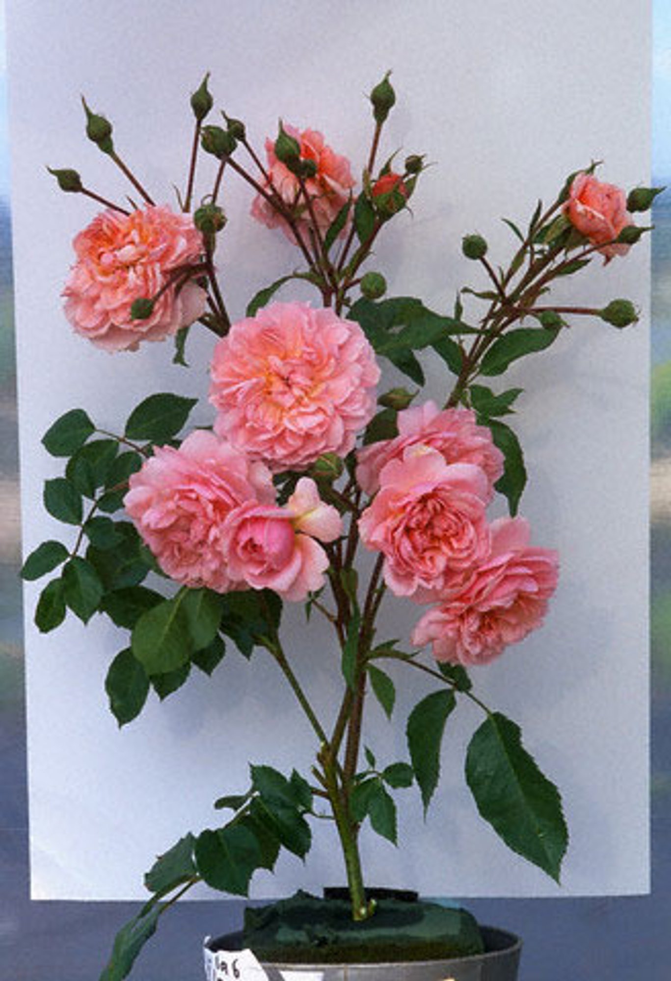 Rožės mažylės - Delfi gyvenimas