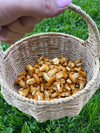 Pirmieji grybai: Vilniuje rado voveraičių - Delfi vasara