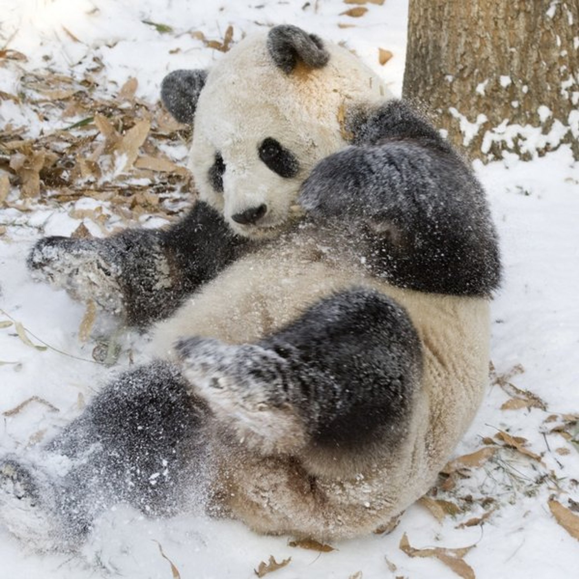 Savaitė pagal gamtą - Delfi grynas