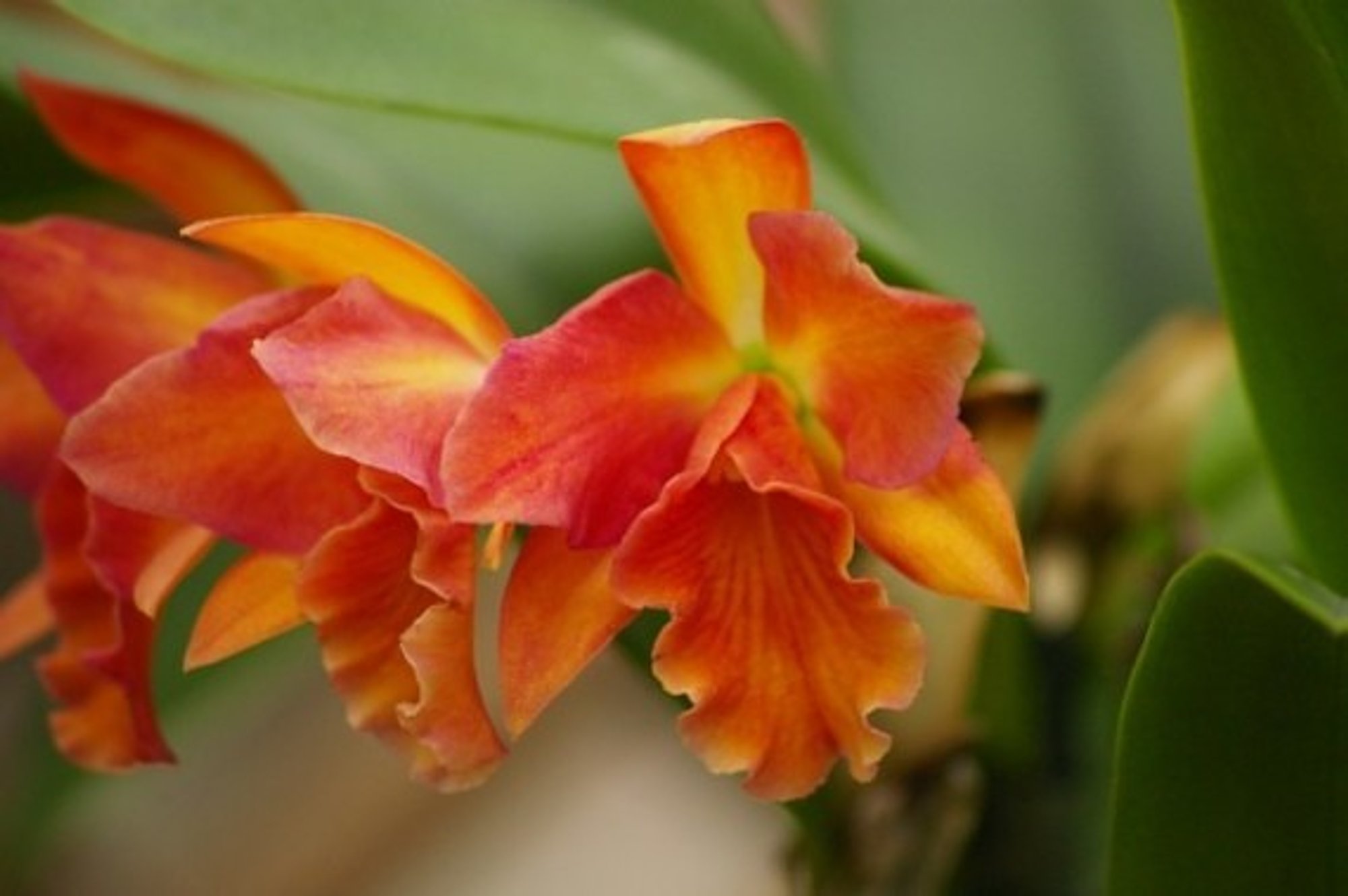 Kaip auginti ir prižiūrėti orchidėjas? - Delfi gyvenimas