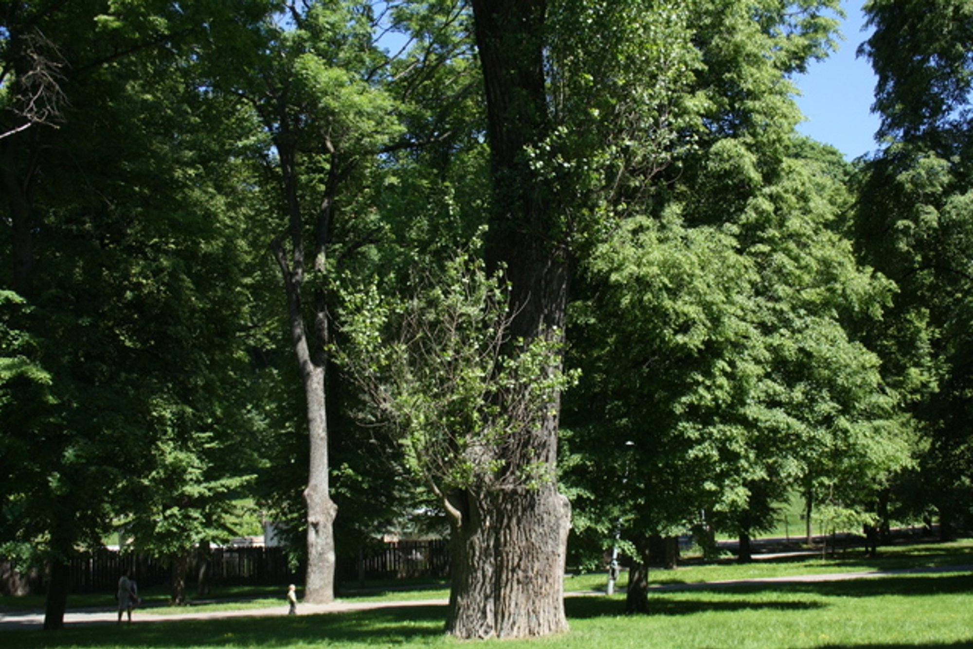 Kodėl anksčiau kiekviename mieste buvo sodinamos tuopos – tam buvo ...