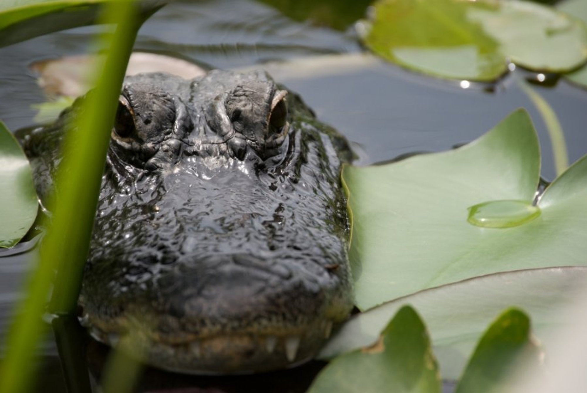 Giliausia pasaulio upė - Delfi kelionės