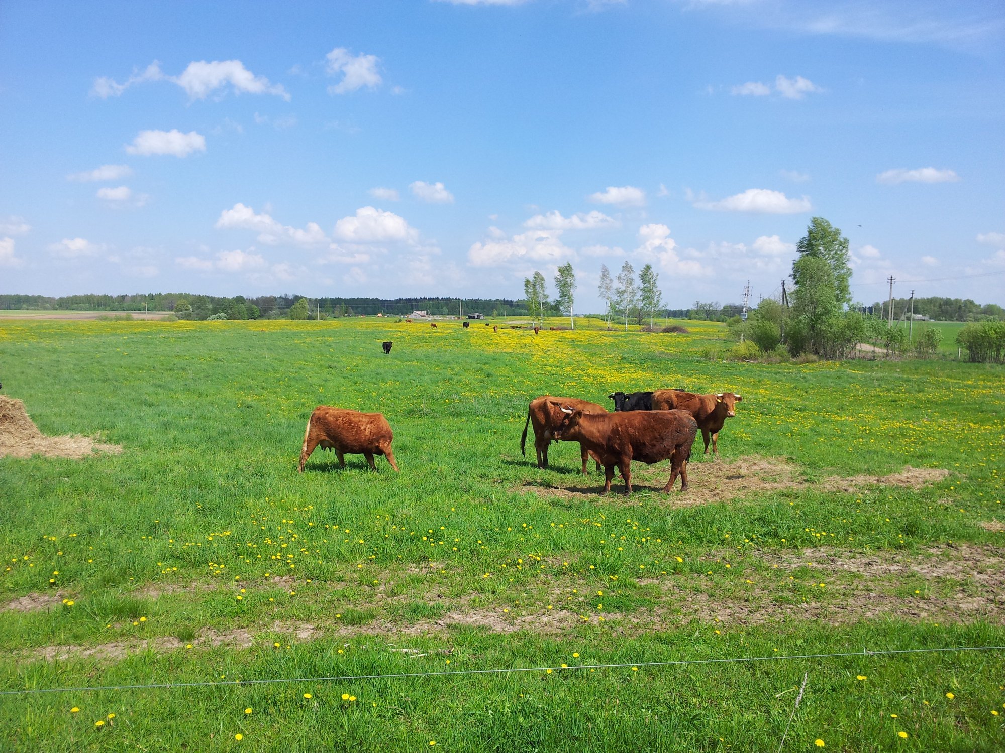 „Ragai ir kanopos“ supirkinėja žemę - Delfi agro