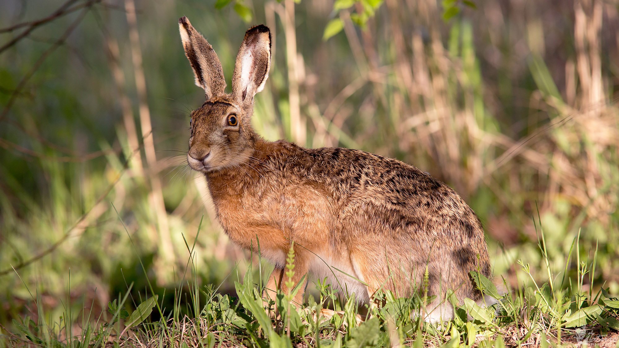 Ankštuose garduose įkalino šešis pilkuosius kiškius: laukia bauda iki ...