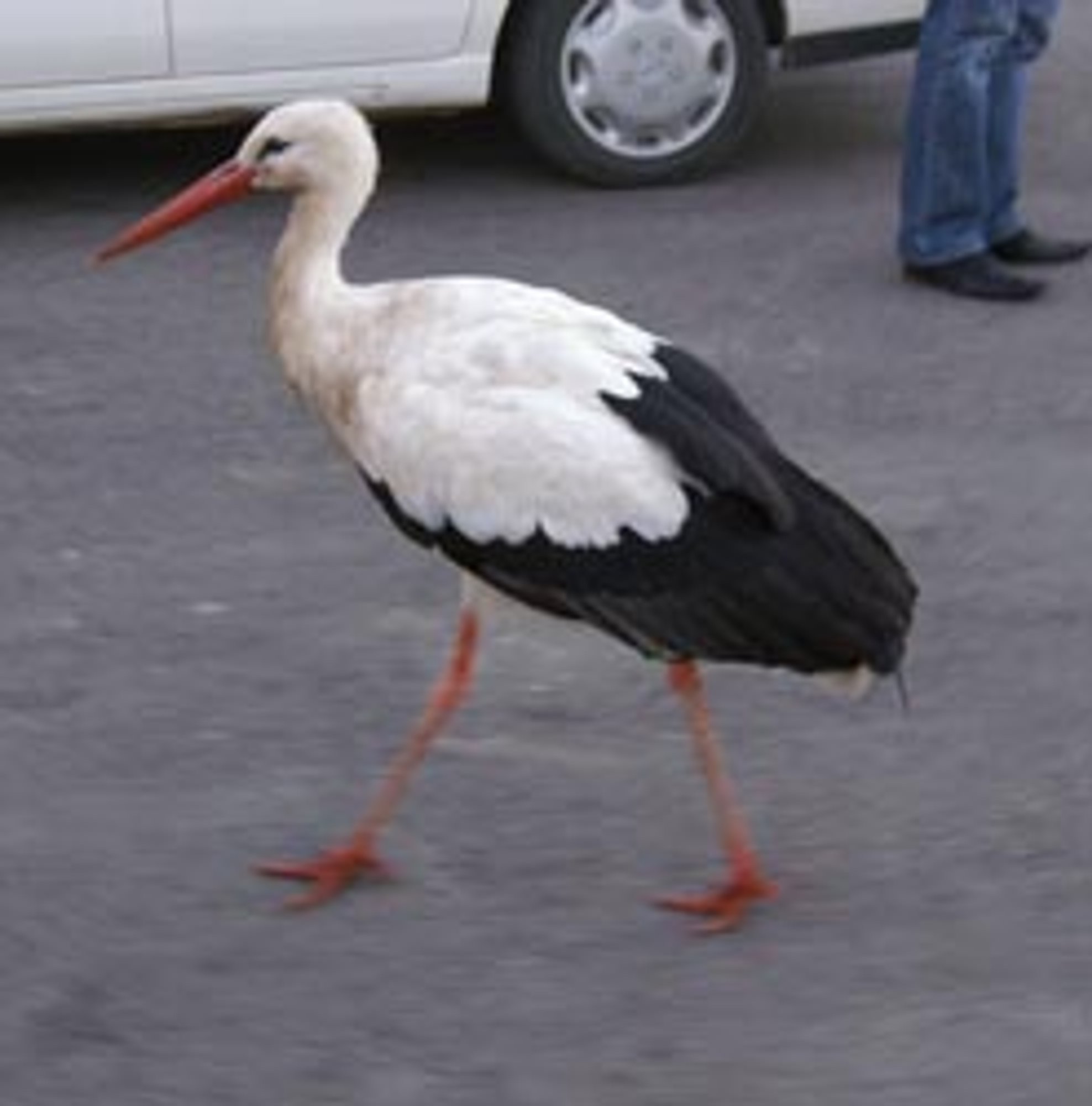 Užklydusiam gandrui – miestiečių egzekucija - Delfi mokslas