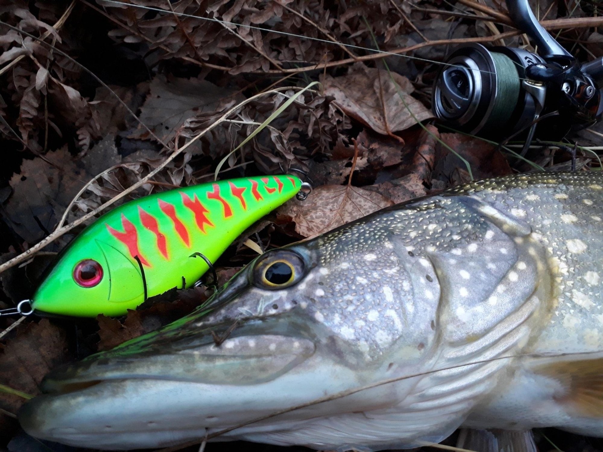 Kaip vėlų rudenį sugauti aštriadantę lydeką: prireiks fantazijos ...