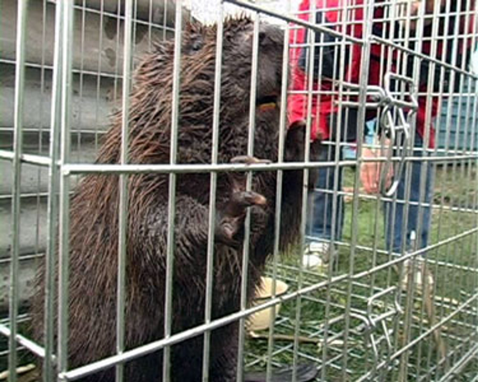 Bebrai grasina „išplauti“ ES pinigus - Delfi grynas