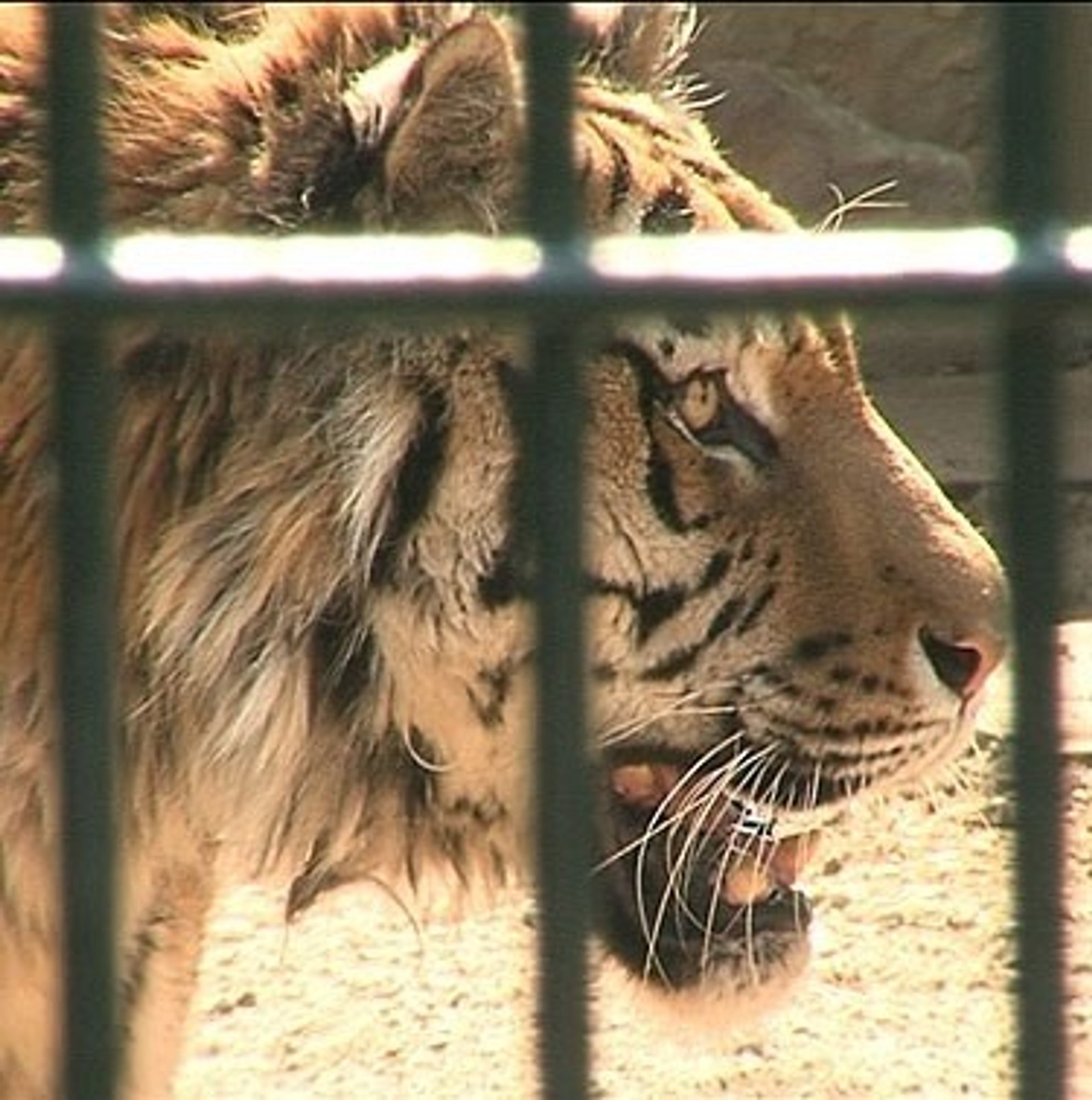 Sėkmės ženklas – vienailtis tigras - Delfi grynas
