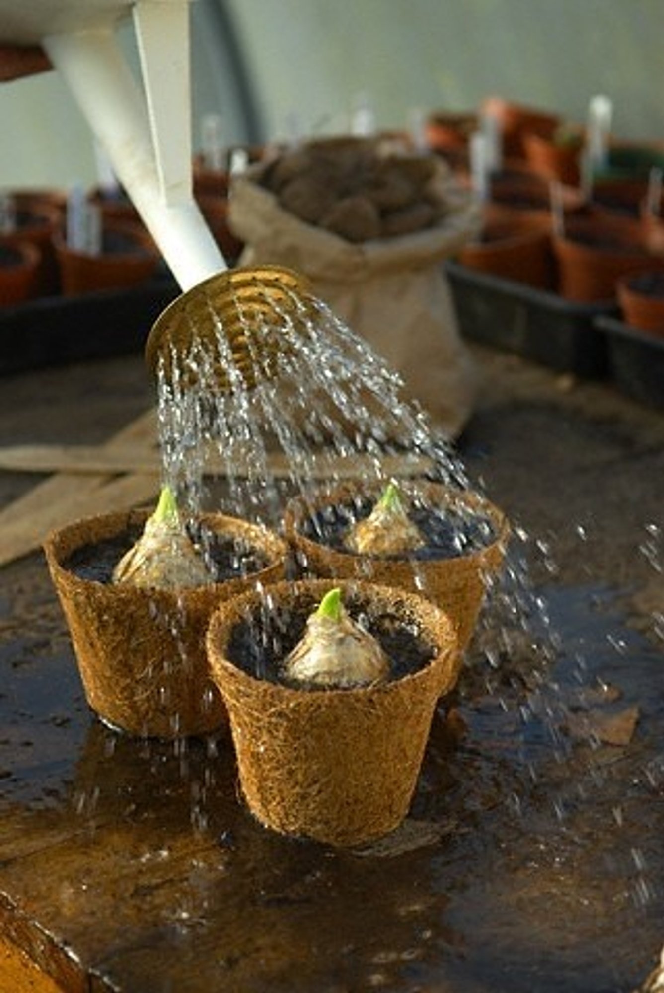 Kabantys pavasariniai sodai - Delfi gyvenimas