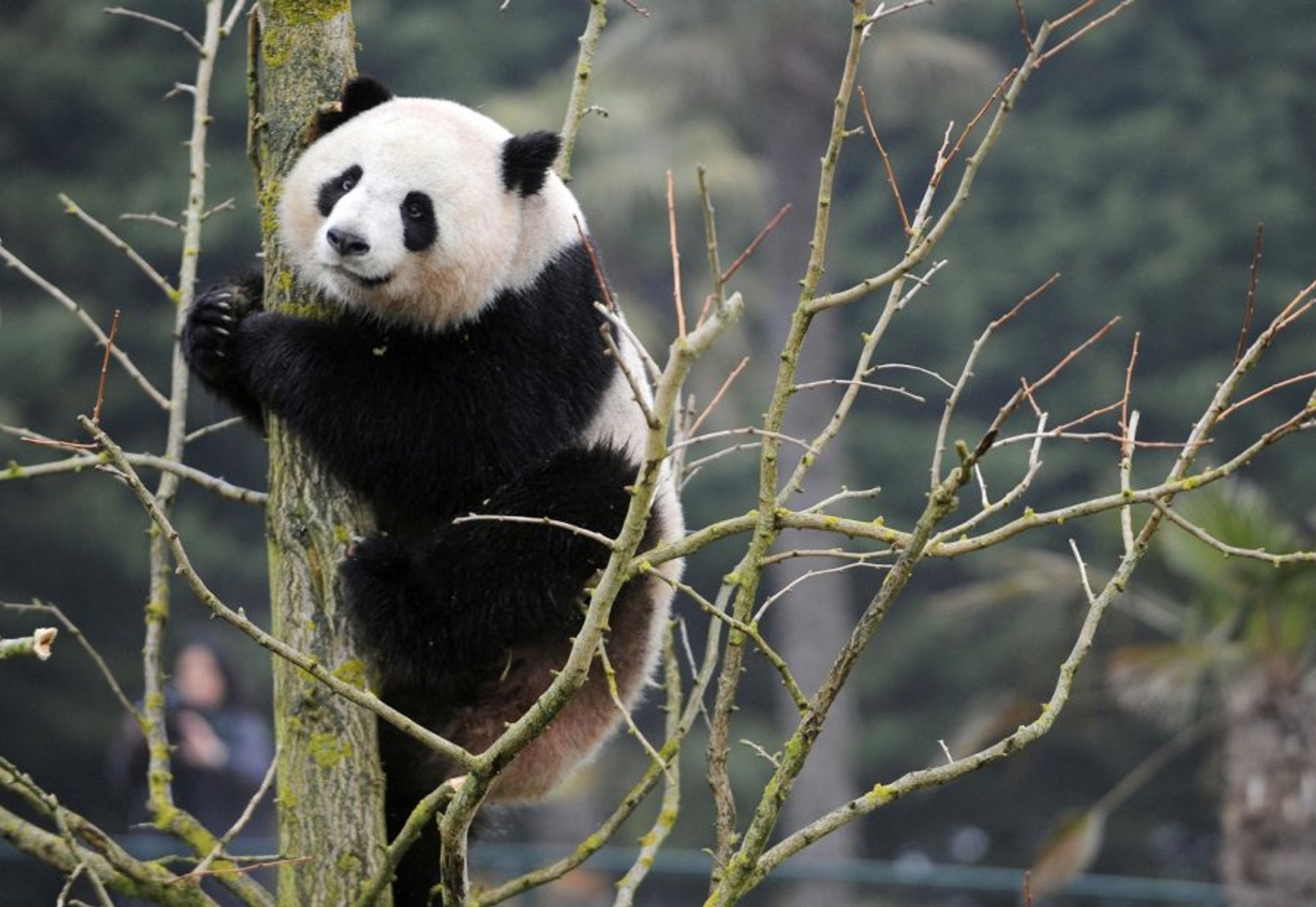 Tokijo zoologijos sode gimęs didžiosios pandos jauniklis nugaišo ...