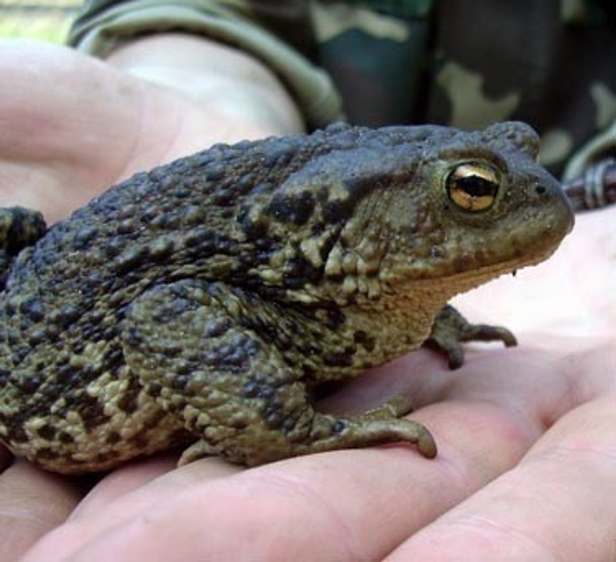 Rūpužės nujaučia žemės drebėjimus - Delfi grynas