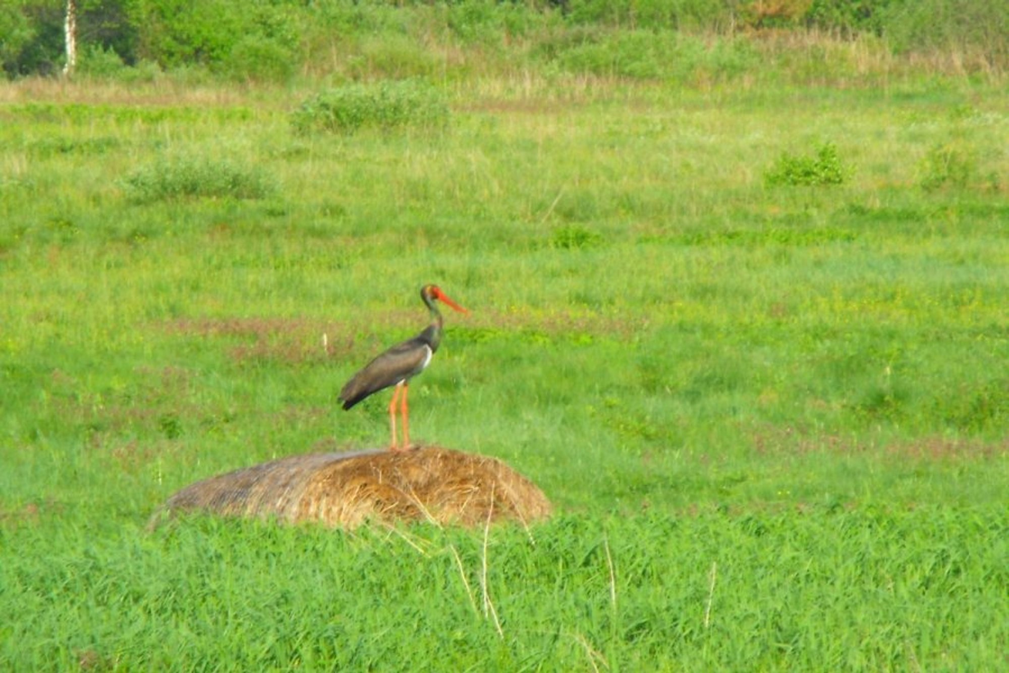 Skaitytojų akimis. Juodasis gandras mėgaujasi pavasario saule - Delfi ...