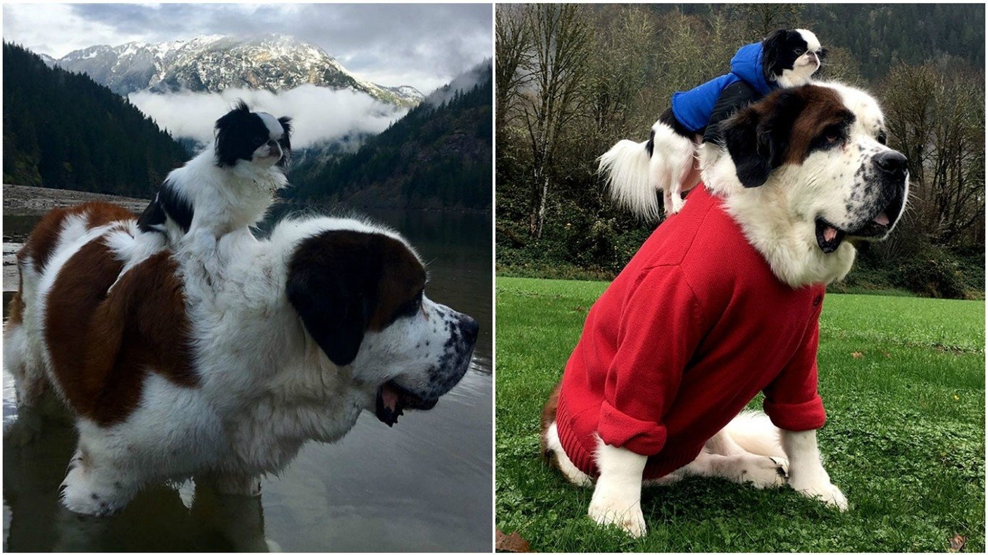 Kerinti dviejų šunų draugystė: senbernaras tapo mažo šuns nešiku ...