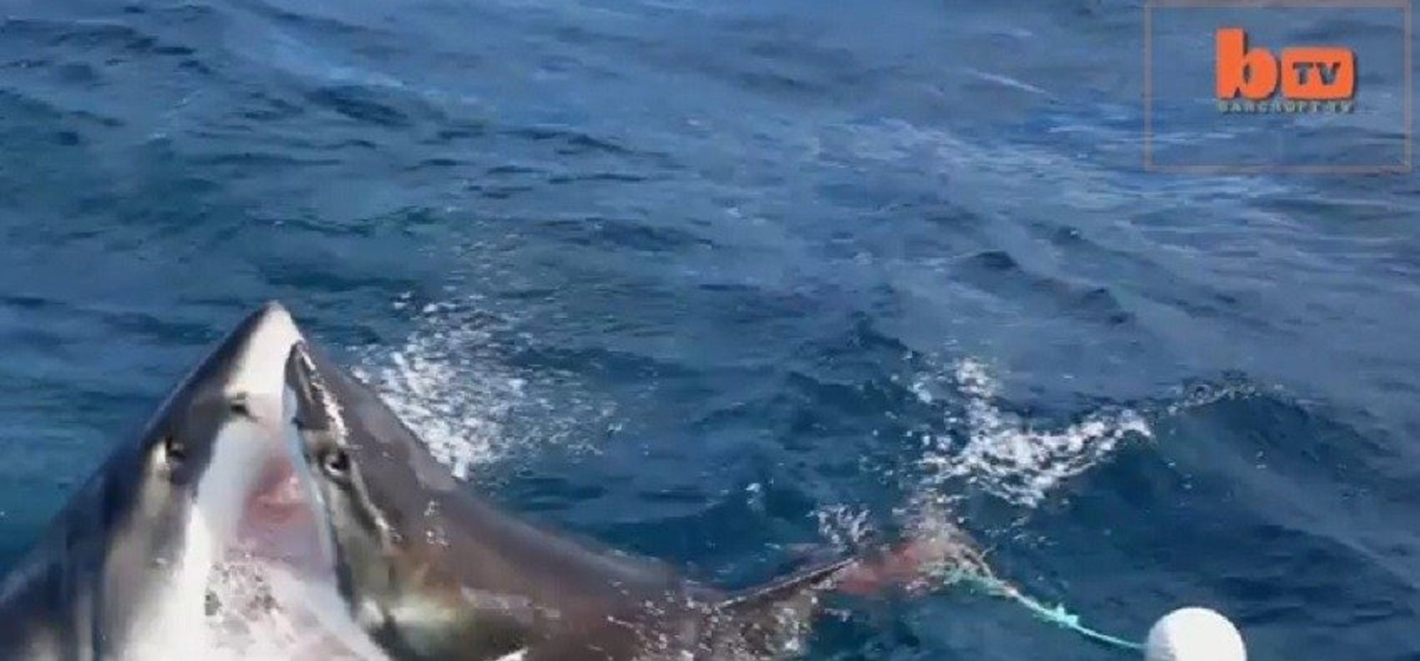 Užfiksuota, kaip susipeša du rykliai - Delfi grynas