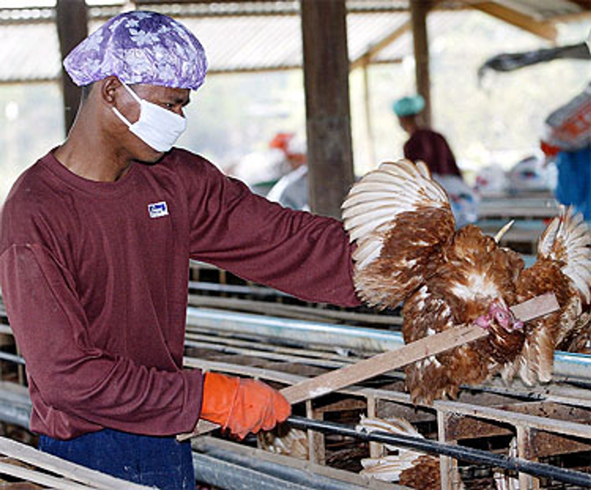 JT: Azija prastai pasirengusi paukščių gripo pandemijai - Delfi sveikata