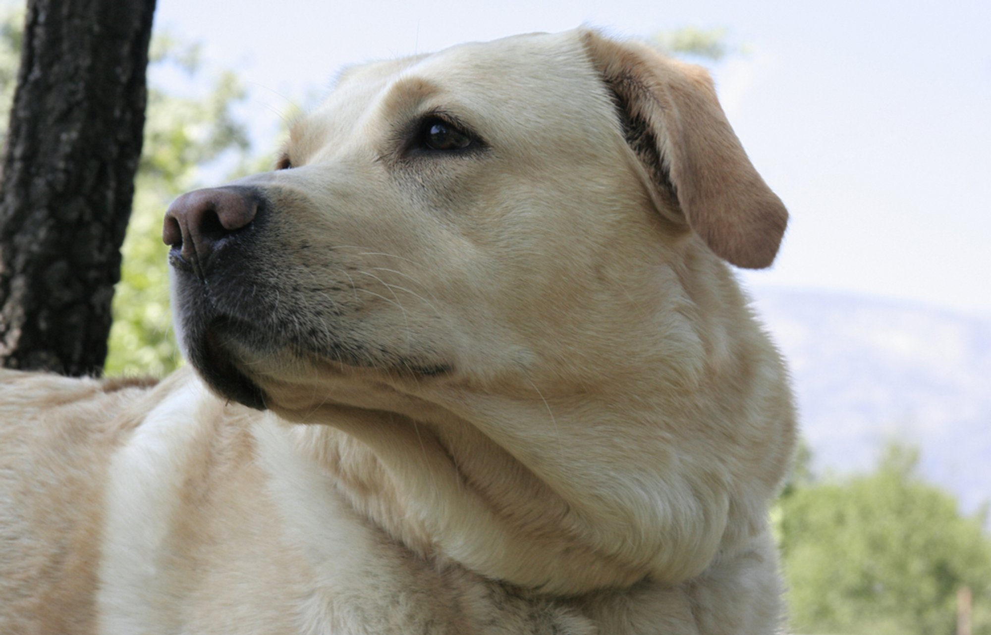 Paskelbė populiariausių šunų sąrašą - Delfi gyvenimas