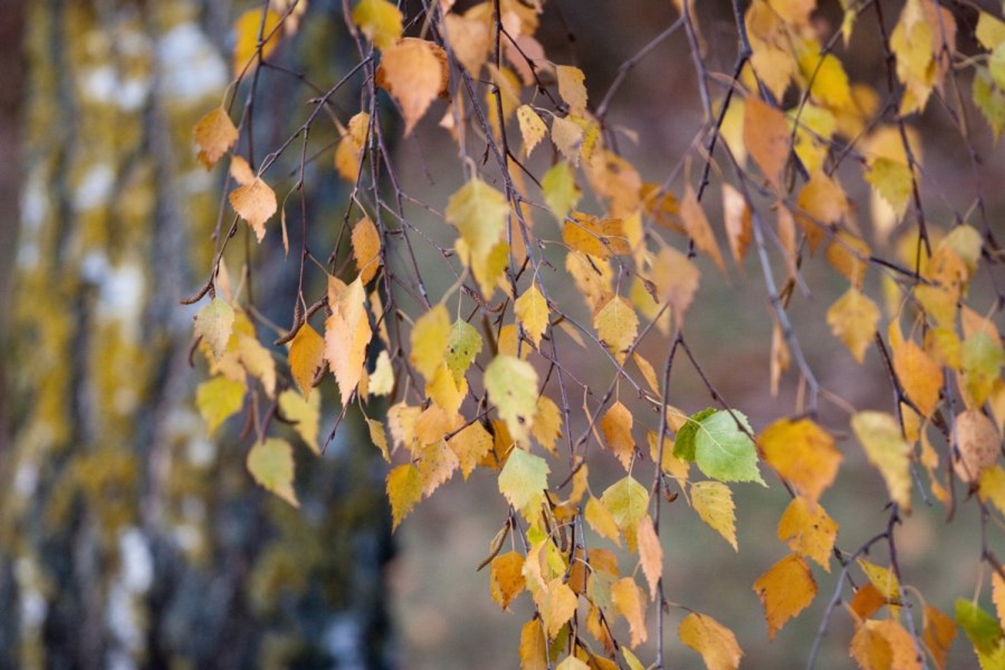 Po saulėto antradienio į Lietuvą ateis ruduo - Delfi