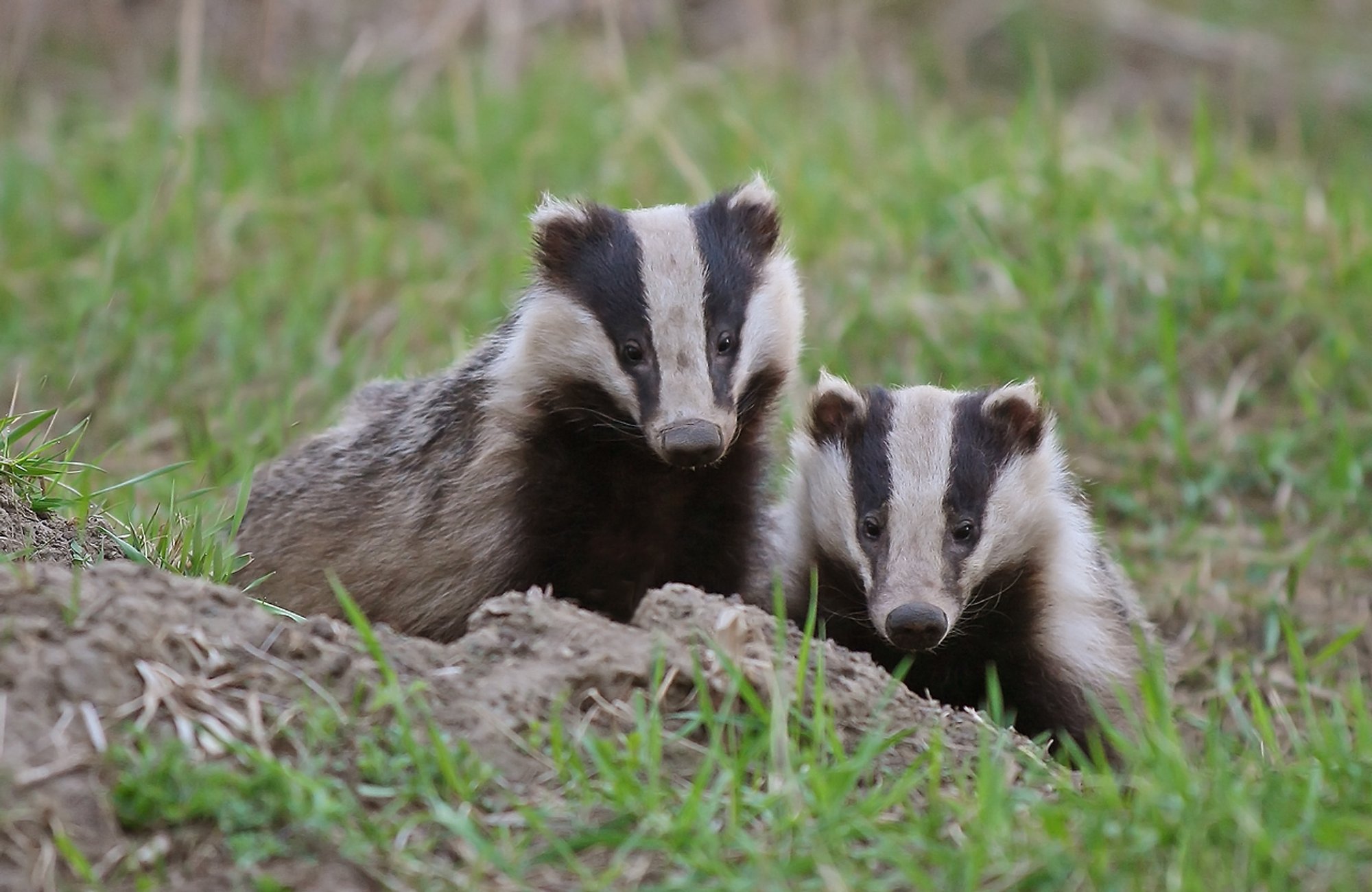 Lietuviai mini pusiaužiemį – kokį pavasarį pranašauja barsukas - Delfi ...