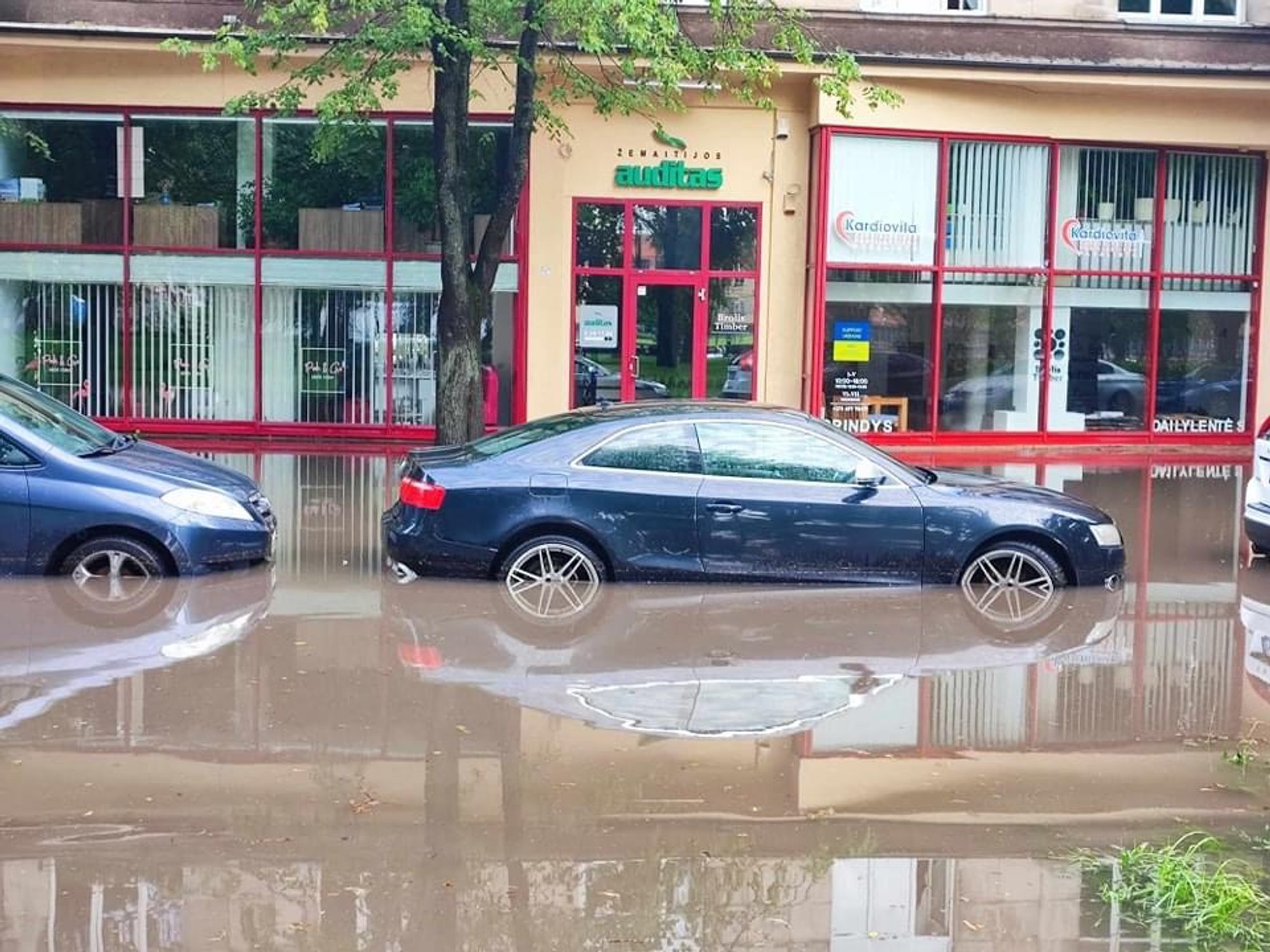 Smarki liūtis Klaipėdoje paralyžiavo gyvenimą: pamatykite vaizdus ...