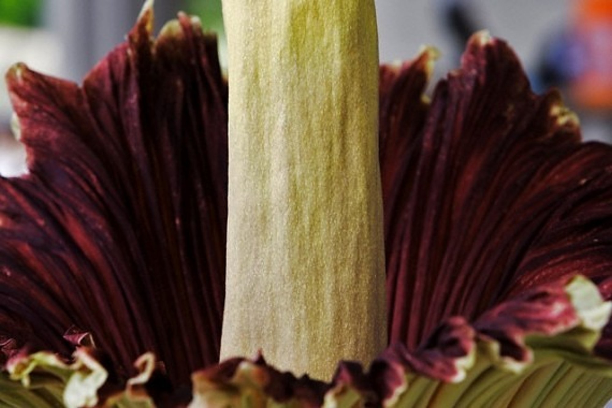 Aštuoni keisčiausi pasaulio augalai - Delfi gyvenimas