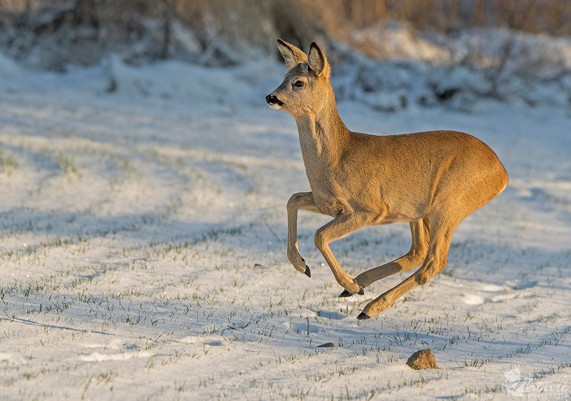 Istorija su laiminga pabaiga: išgelbėta tvoroje įstrigusi stirna ...
