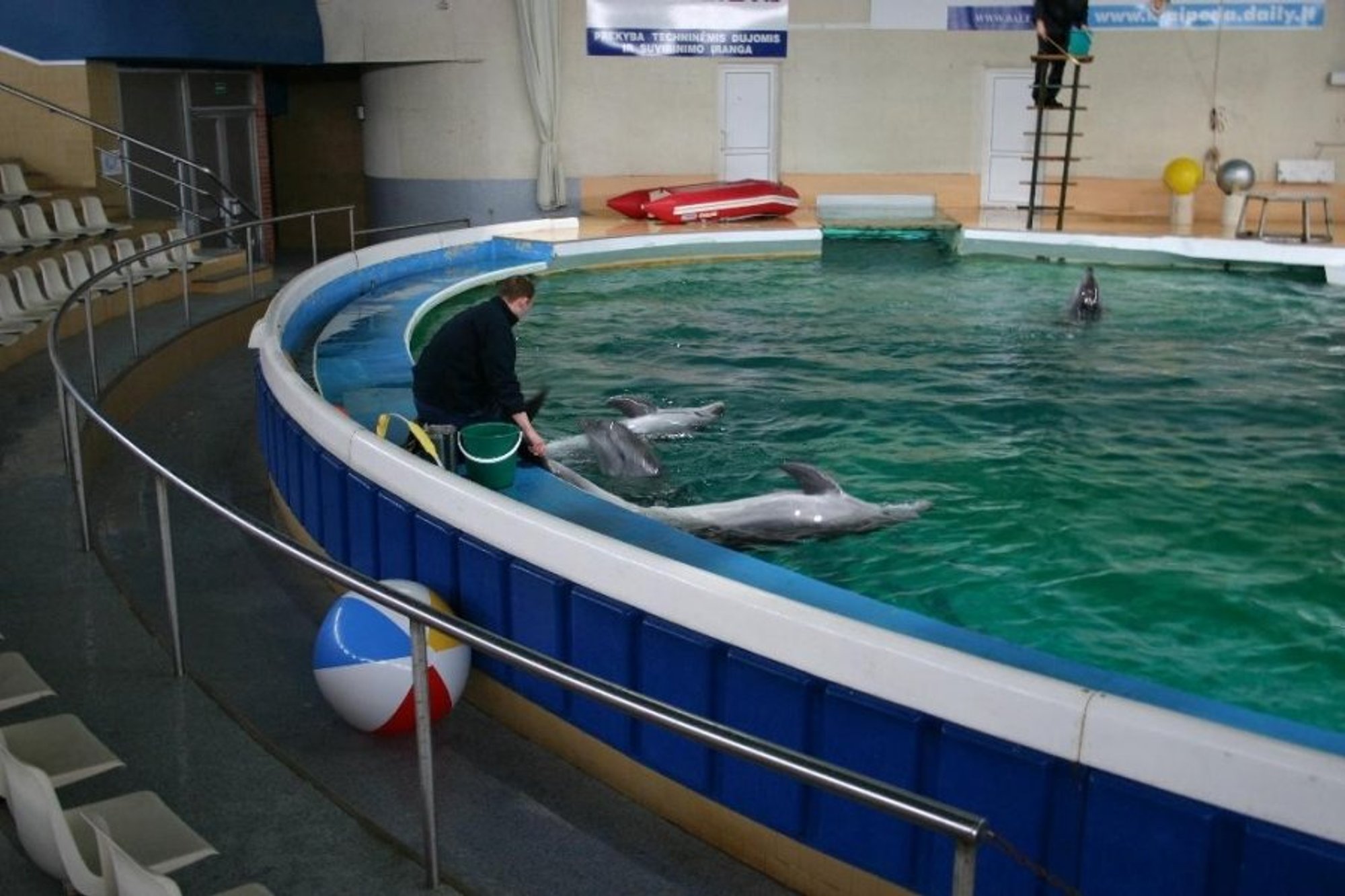 Į Lietuvą parskraidinami pirmieji delfinai - Delfi grynas