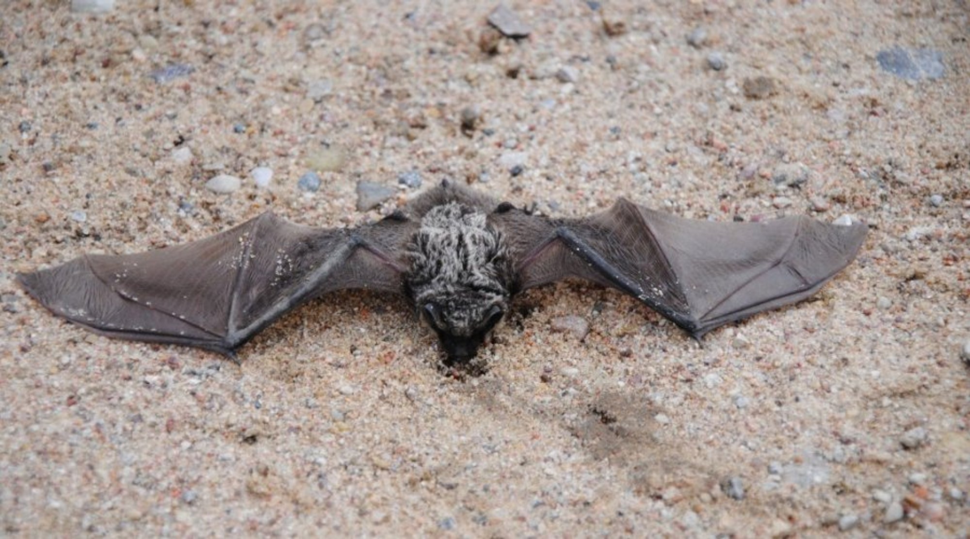 Susidūrimai su šikšnosparniais: kaip jų išvengti? - Delfi grynas